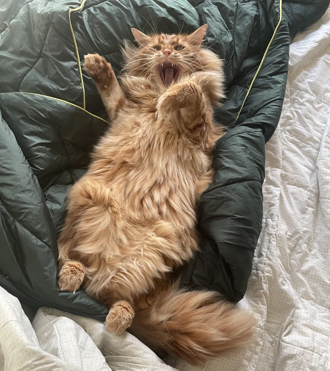 Floof and teeth (mid yawn) | Scrolller