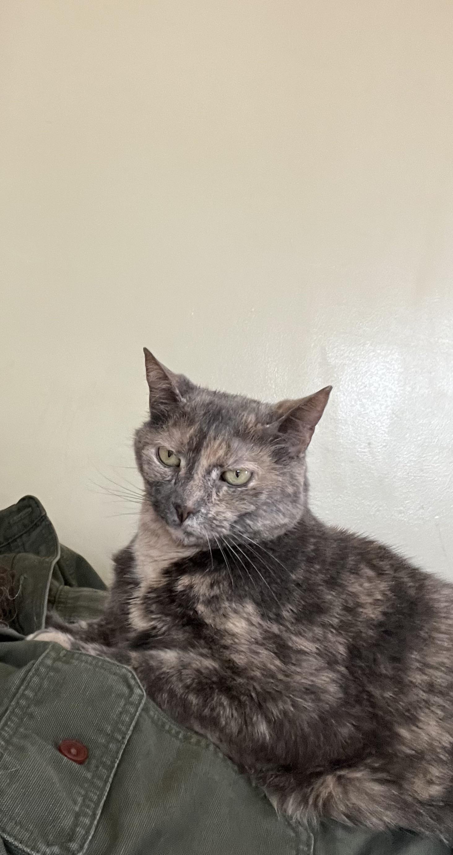 Meet Bean | Scrolller