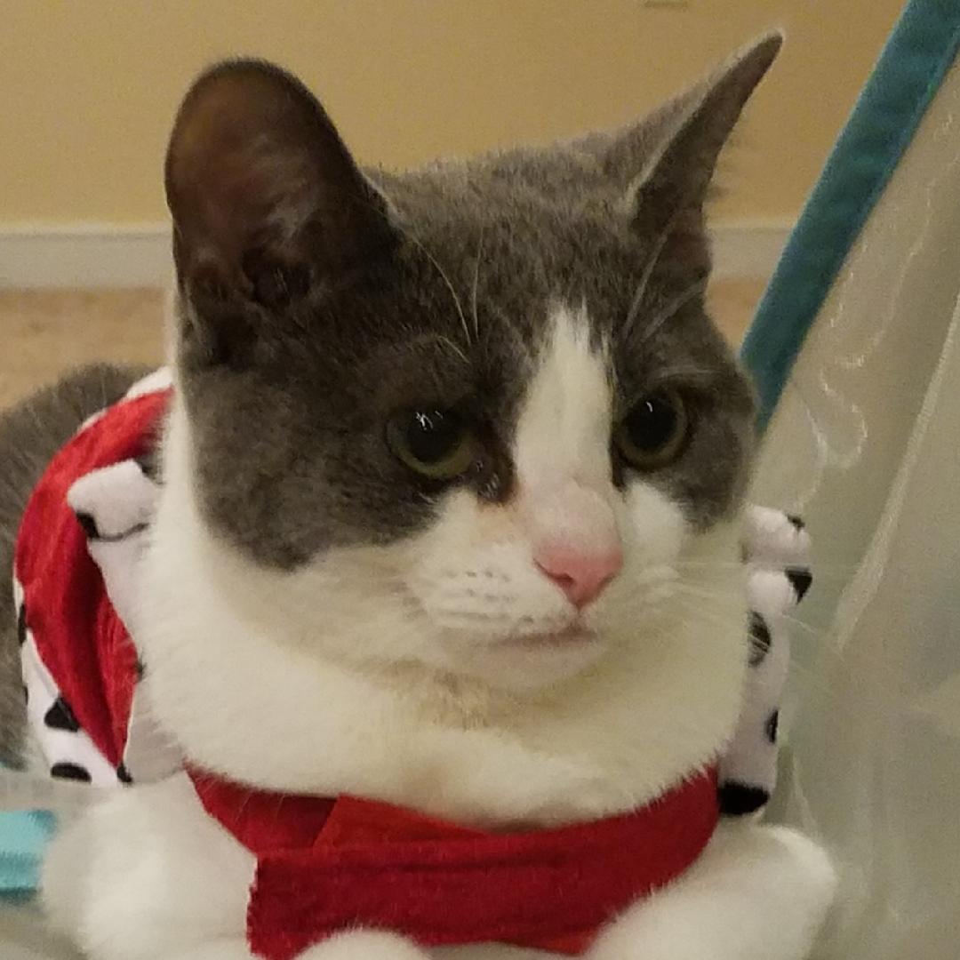 This is my favorite picture of my cat from when she was a kitten. | Scrolller