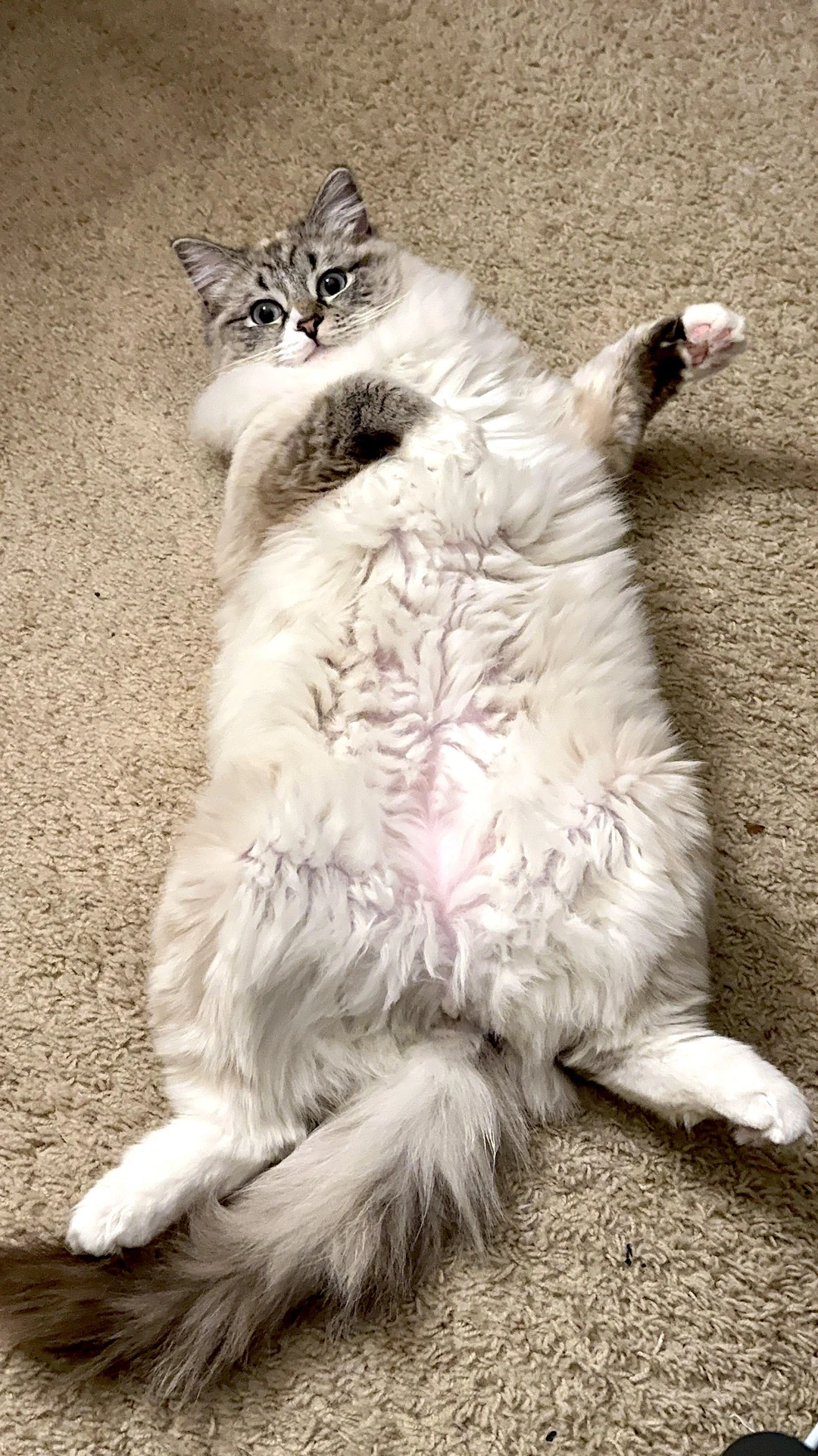 Little Ms.floof flaunter | Scrolller