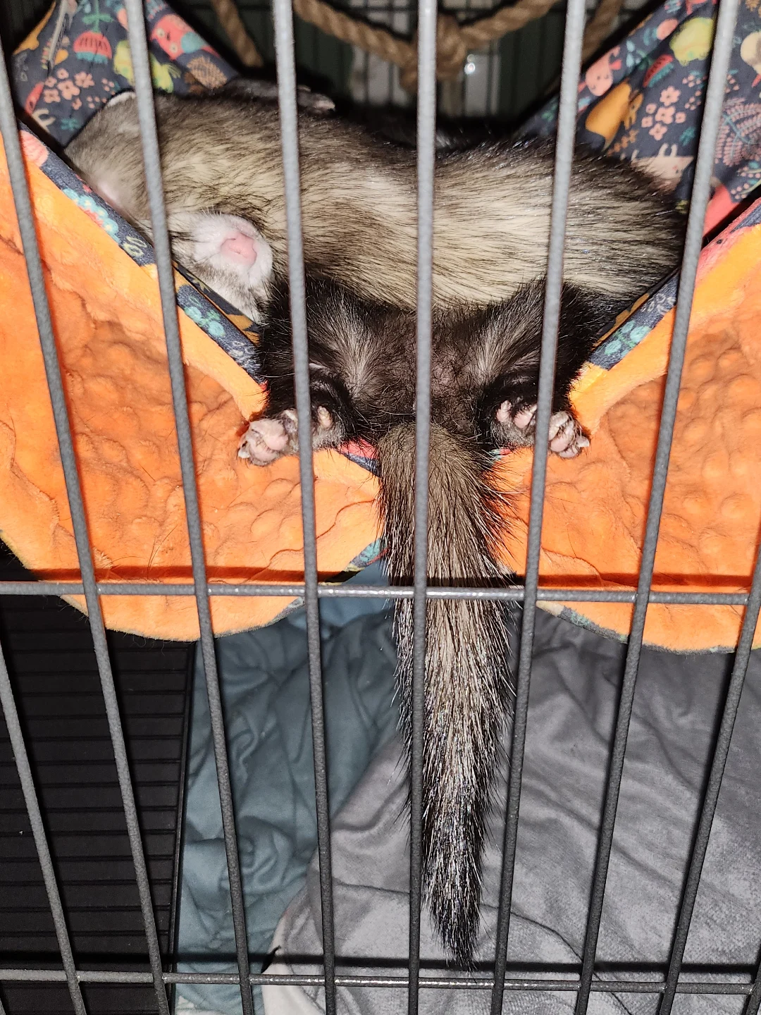 Face and butt are from one ferret, the other one just lies on top ...