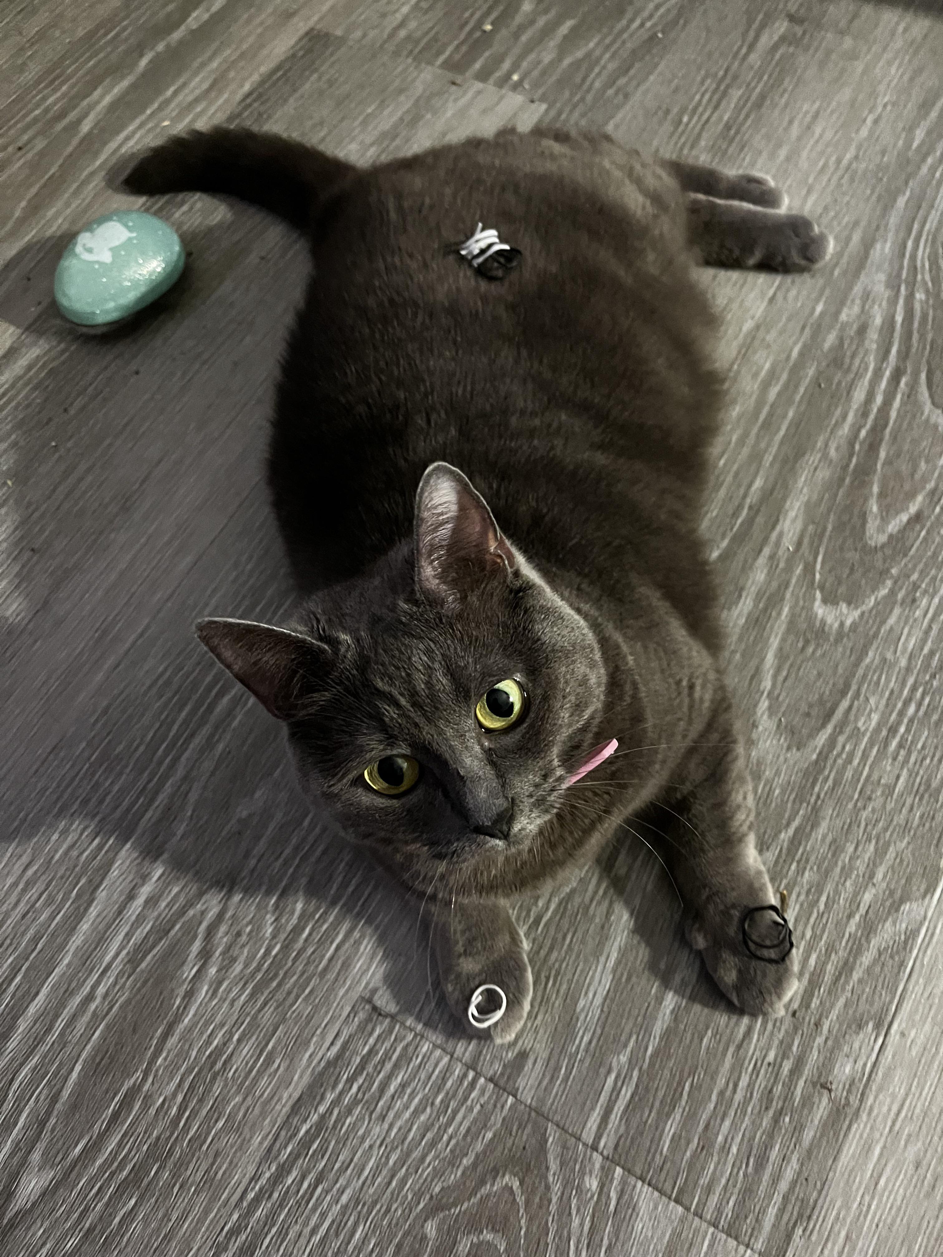 Is anyone else’s kitty obsessed with cable ties?! Hours of bouncing-off ...