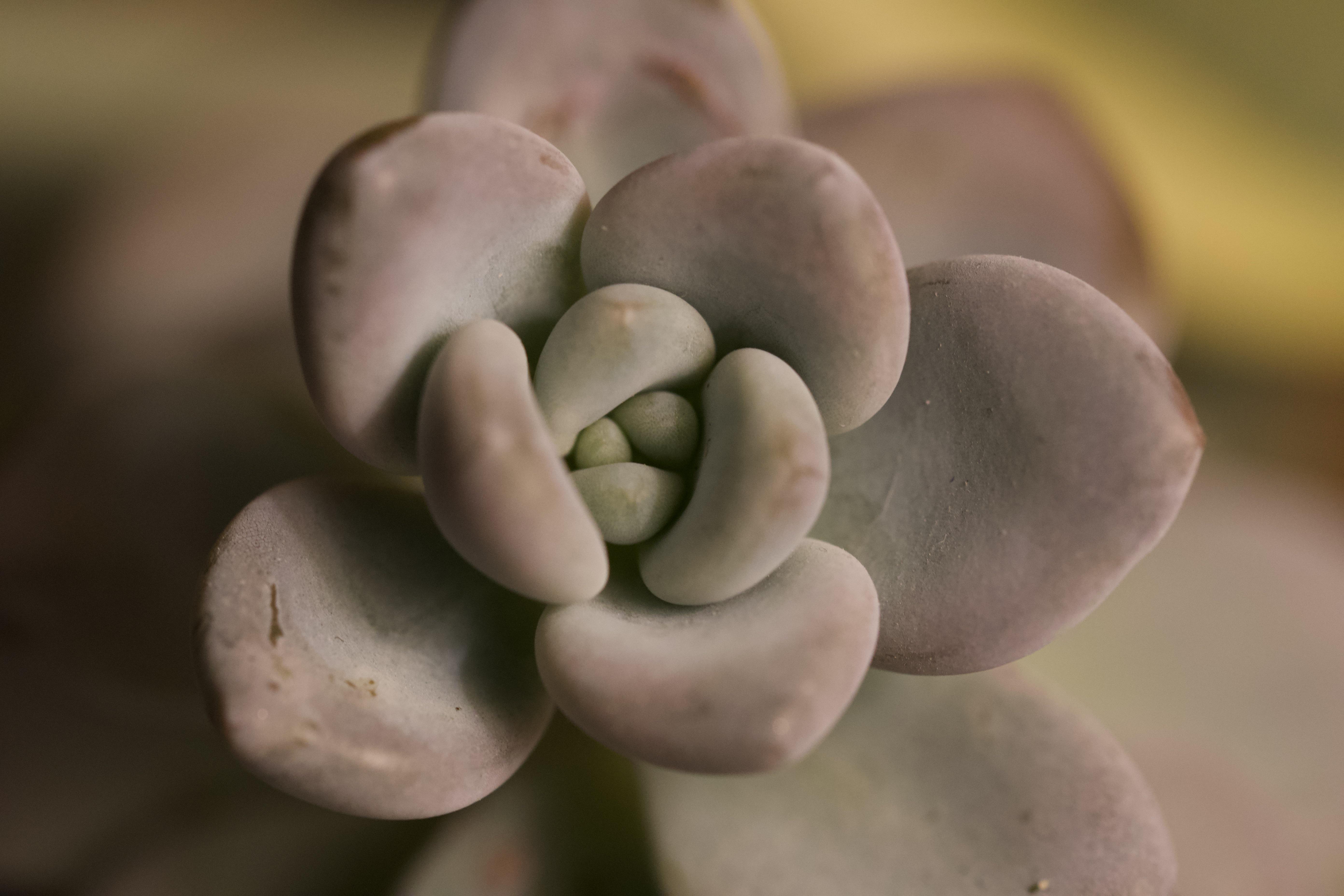 Succulent Macro | Scrolller