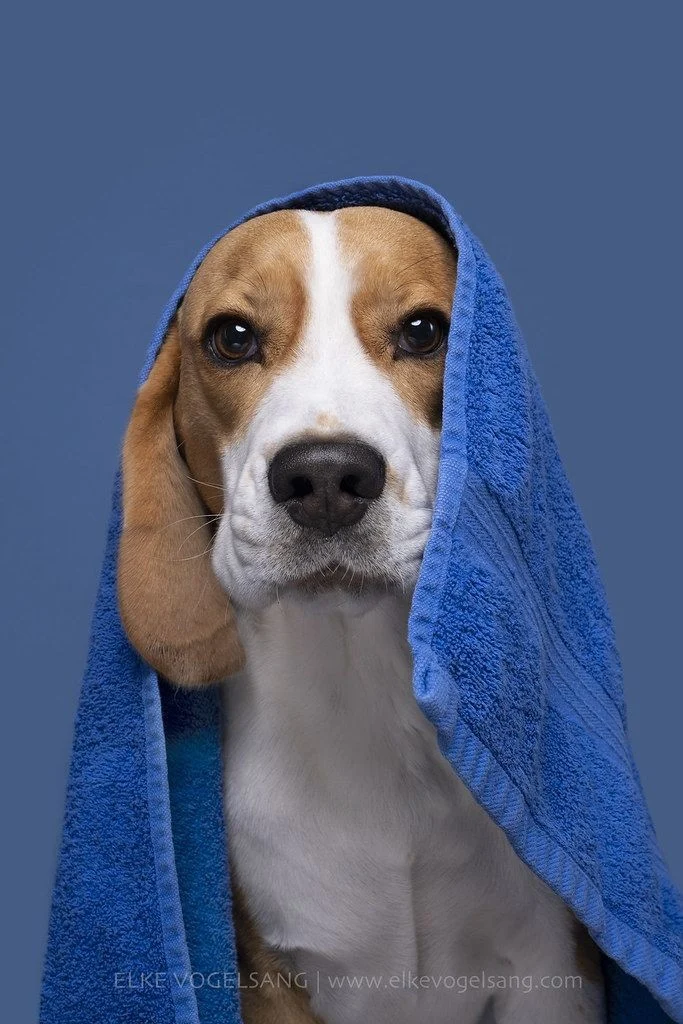 This Cute Beagle Hound 🐶 🤎🤍🖤💙 | Scrolller