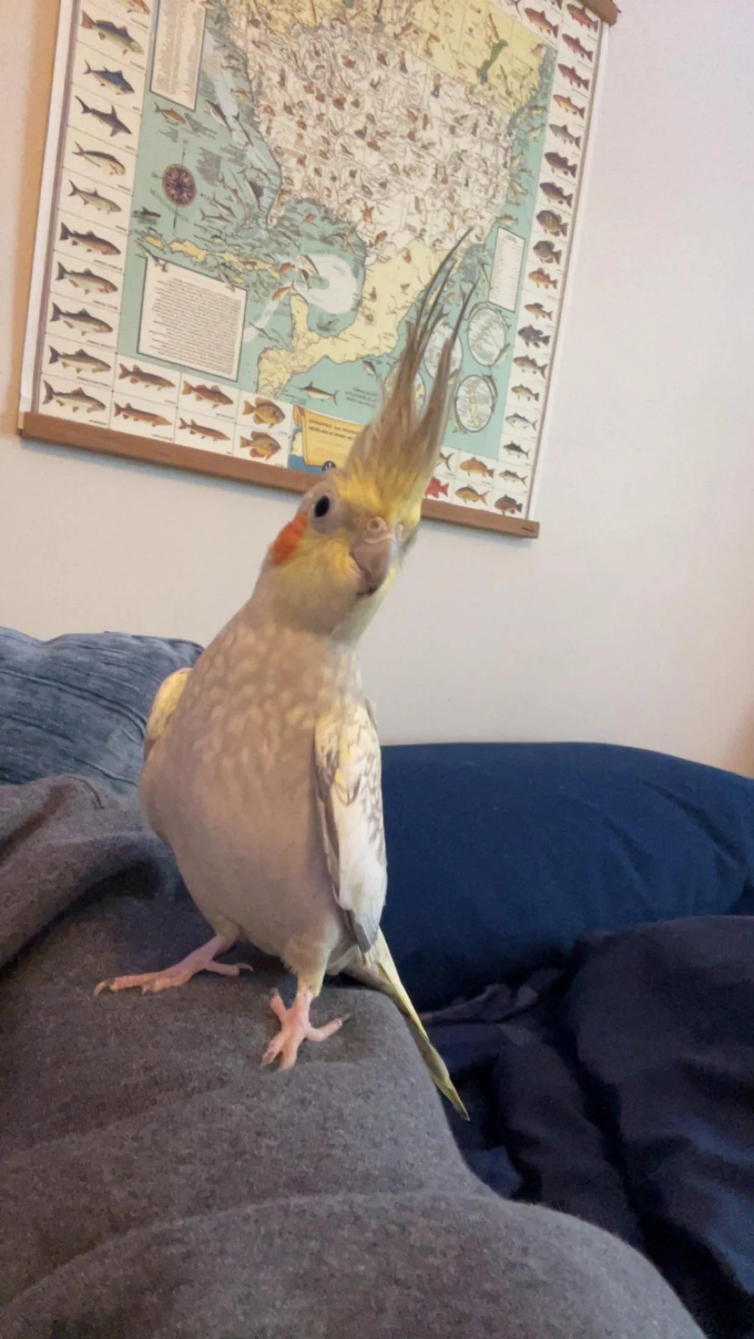 Discover more like Cockatiel: Anyone else’s tiel just does what they want? He gets so stubborn ...