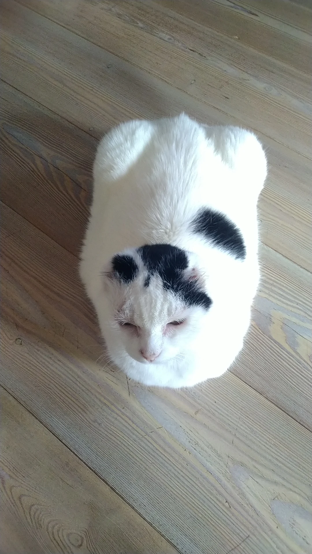 his round ear-less head makes for a perfect loaf | Scrolller