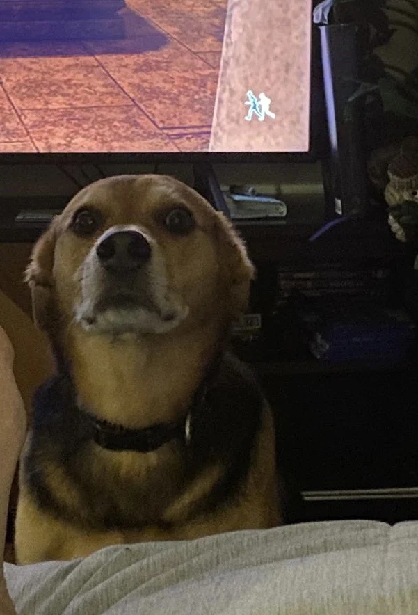 Must have been a Vietnam war flashback. | Scrolller