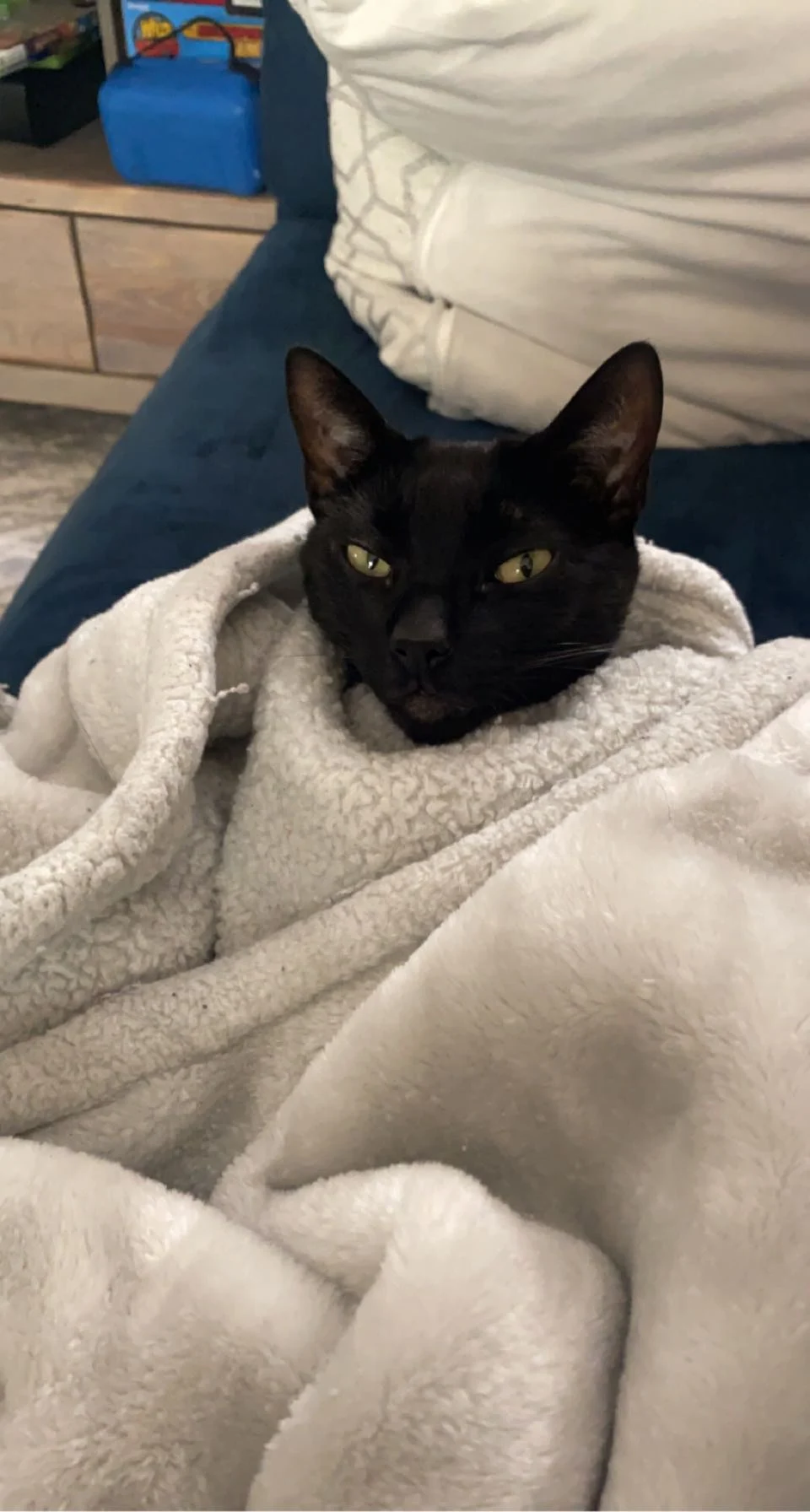 Little Pincho was so cold | Scrolller