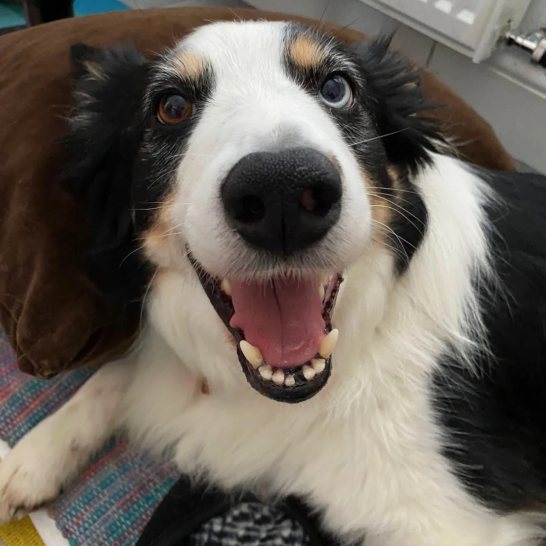 Two years with this sweet goofy boy | Scrolller