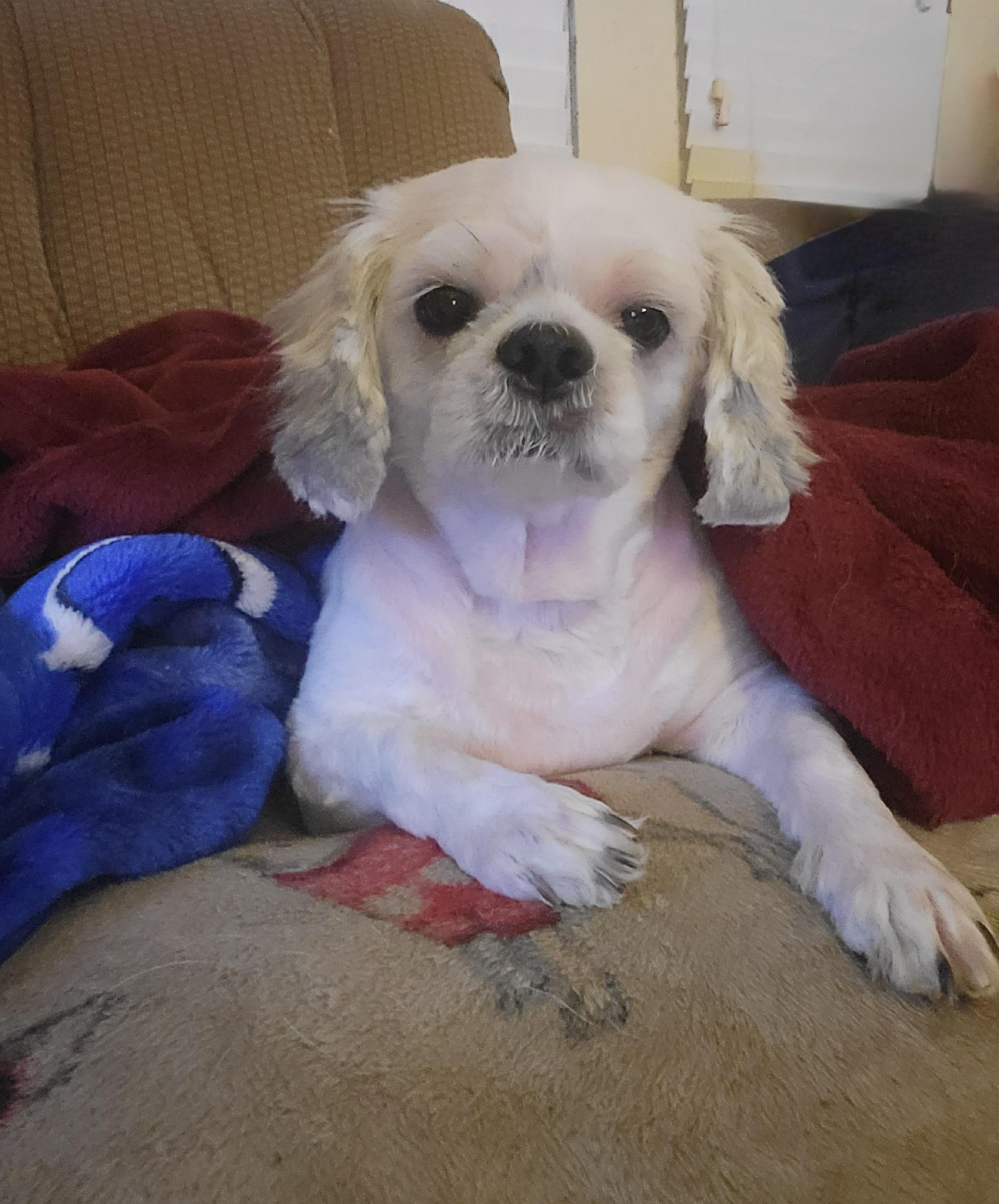 Sasha looks so grumpy after her grooming 😅 | Scrolller