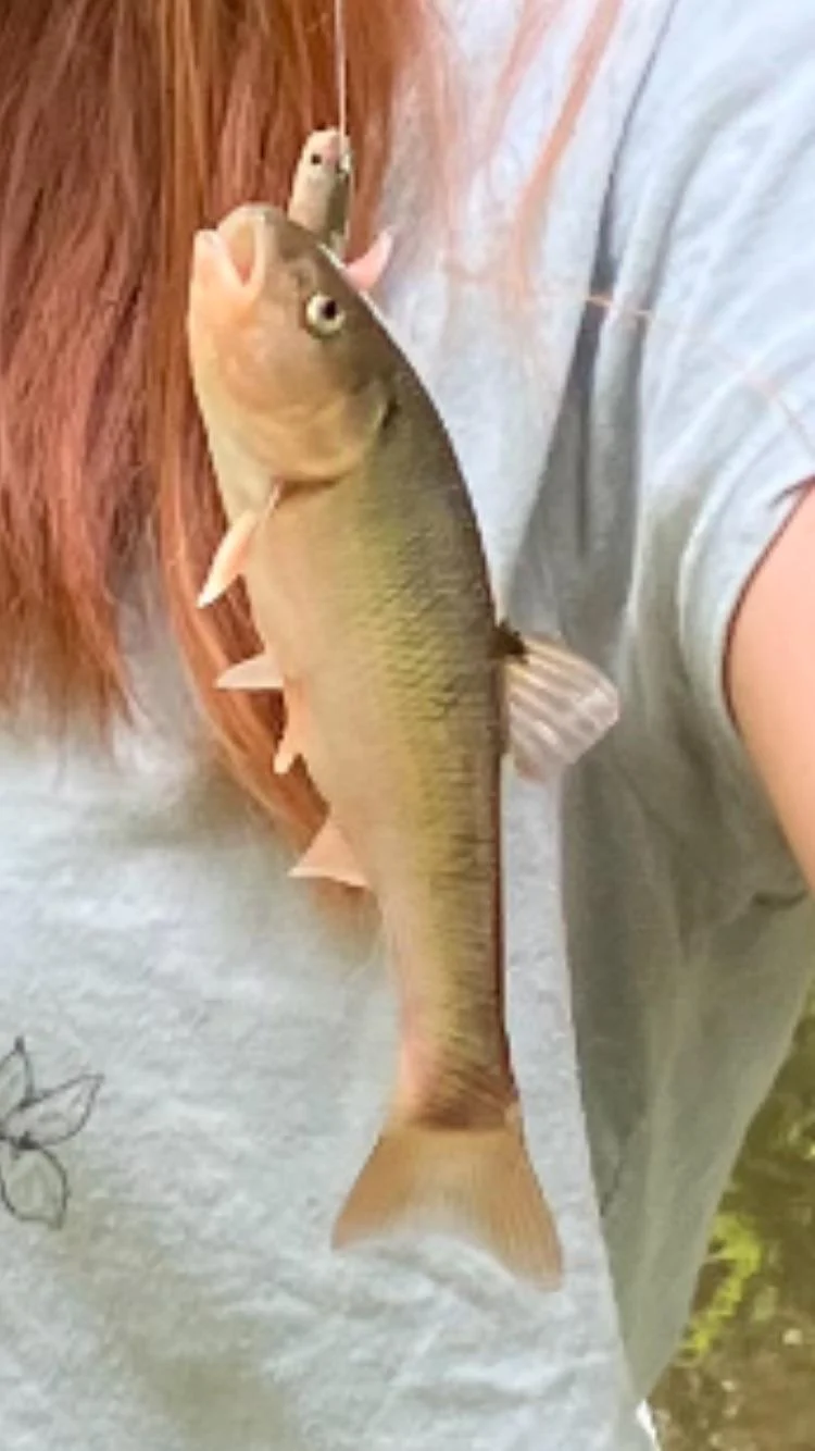 My wife’s first catch, help me identify the type. Caught in NE Ohio near PA. | Scrolller