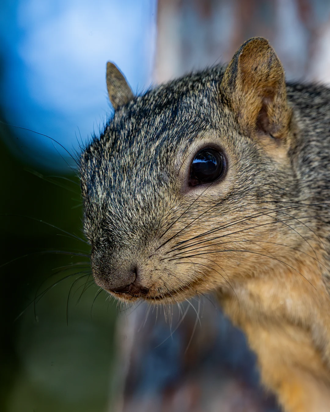 Just dropped in to say hi, Squirrel | Scrolller