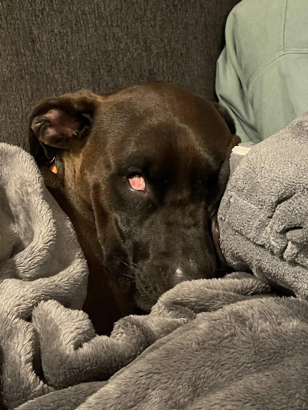 Dog sleeping so deeply I can see her brain. | Scrolller