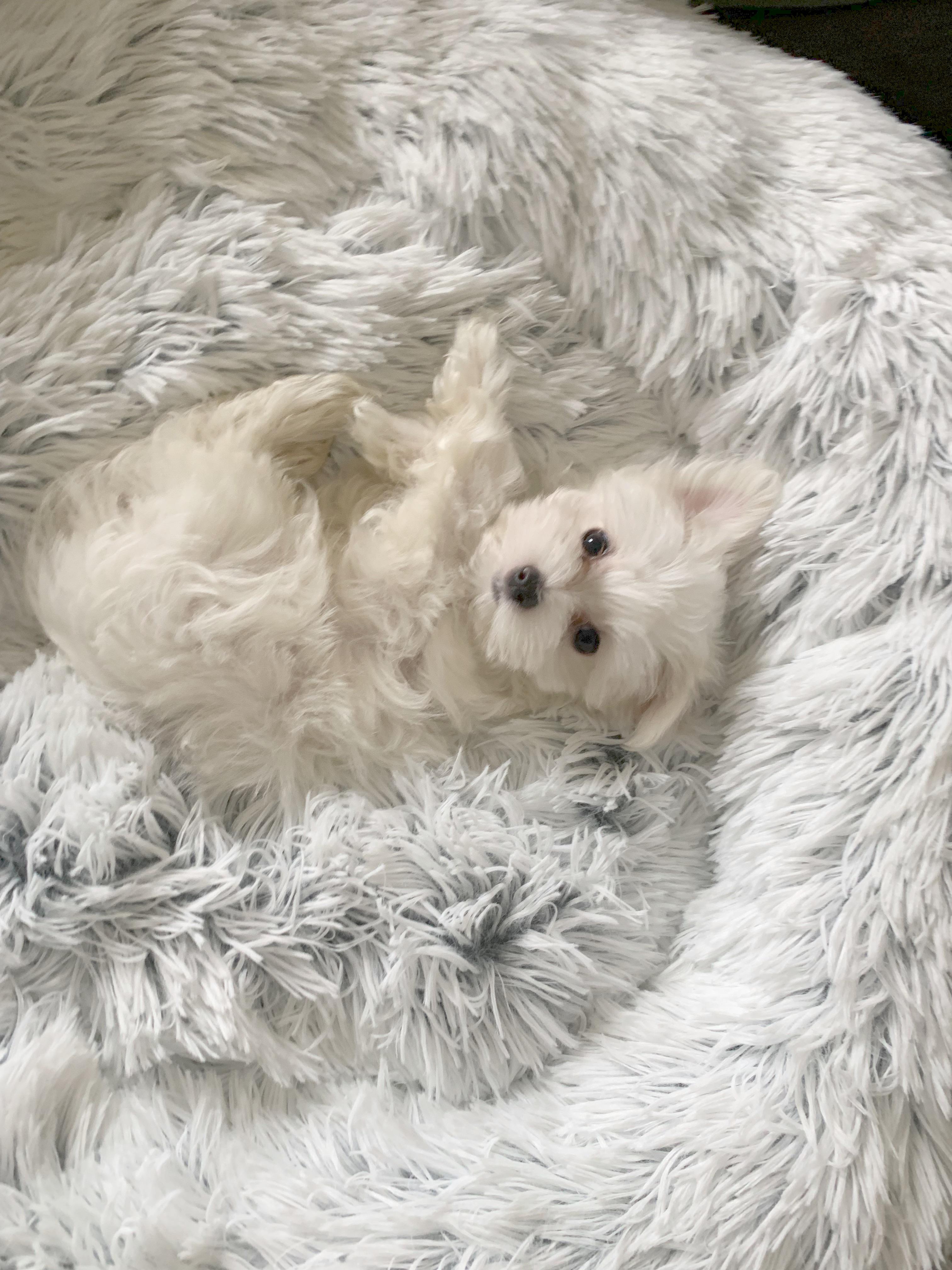 Day 3 with Leo | Scrolller