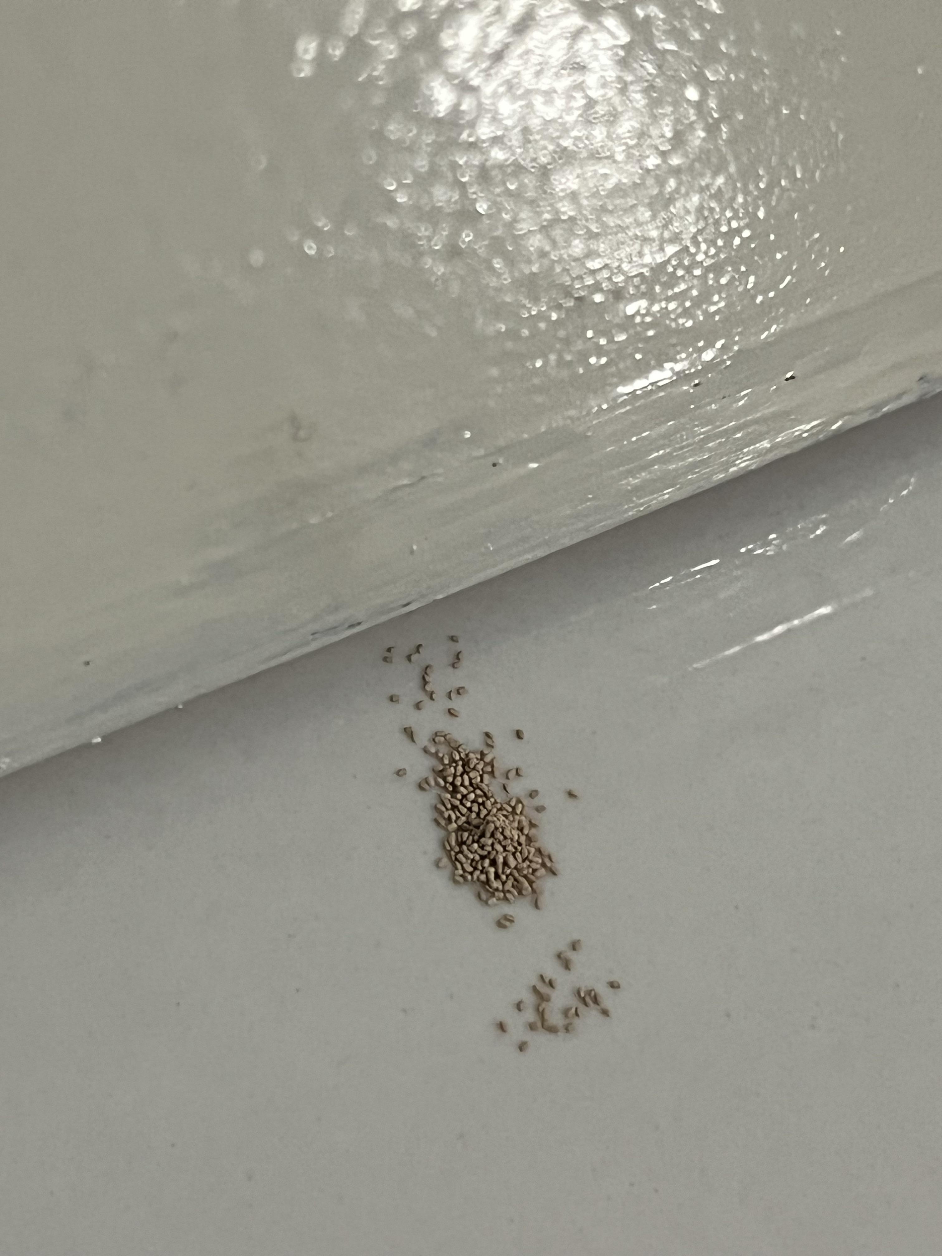 HELP! Are these termite droppings? | Scrolller