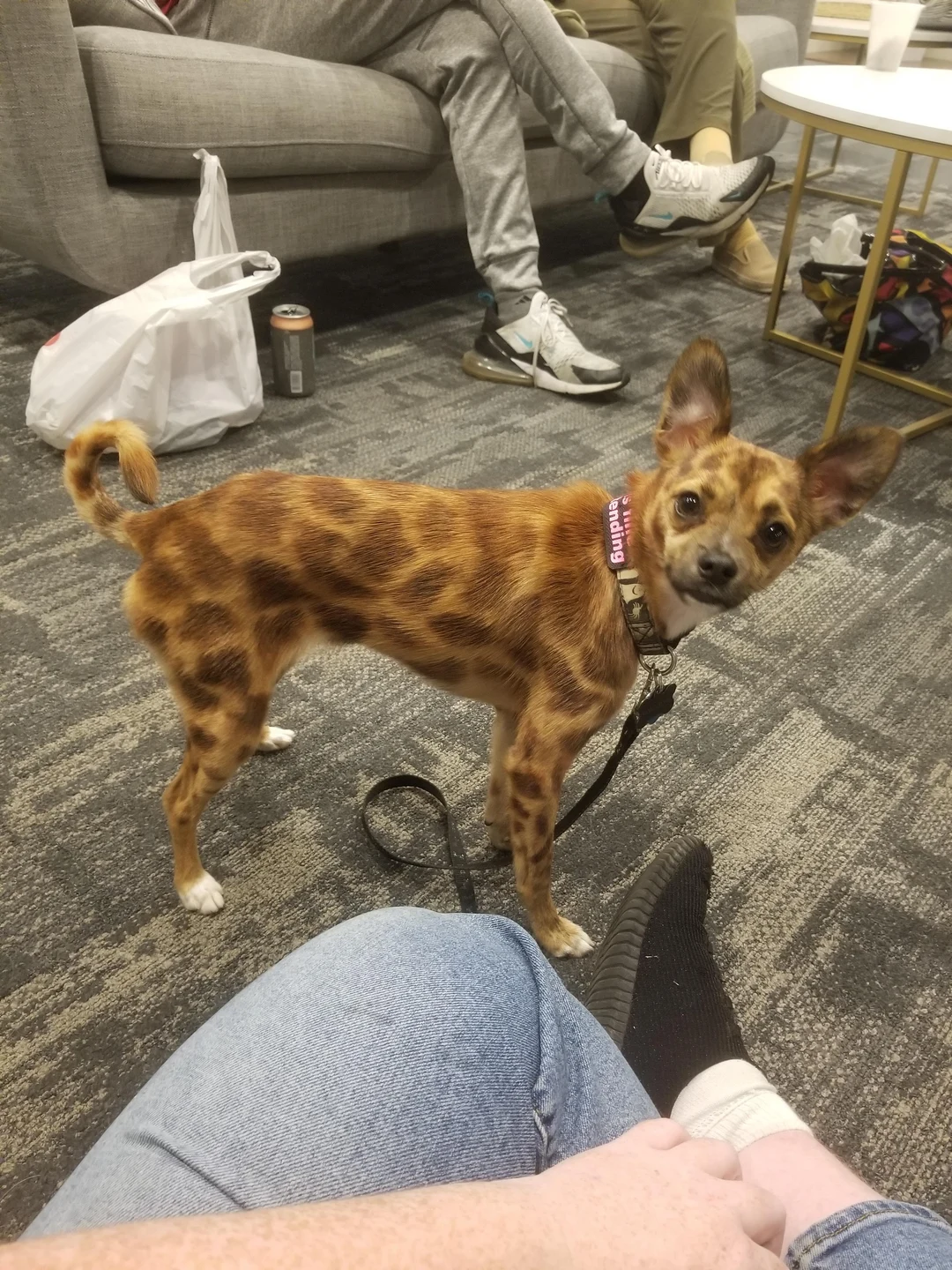 I dyed him to look like a giraffe! | Scrolller