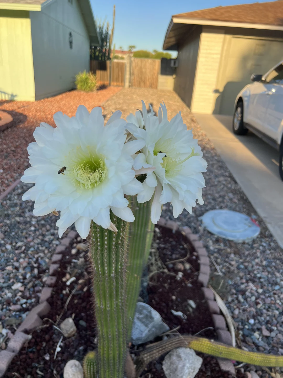 So I guess these guys only bloom one day a year. Today’s that day (bonus bee) | Scrolller