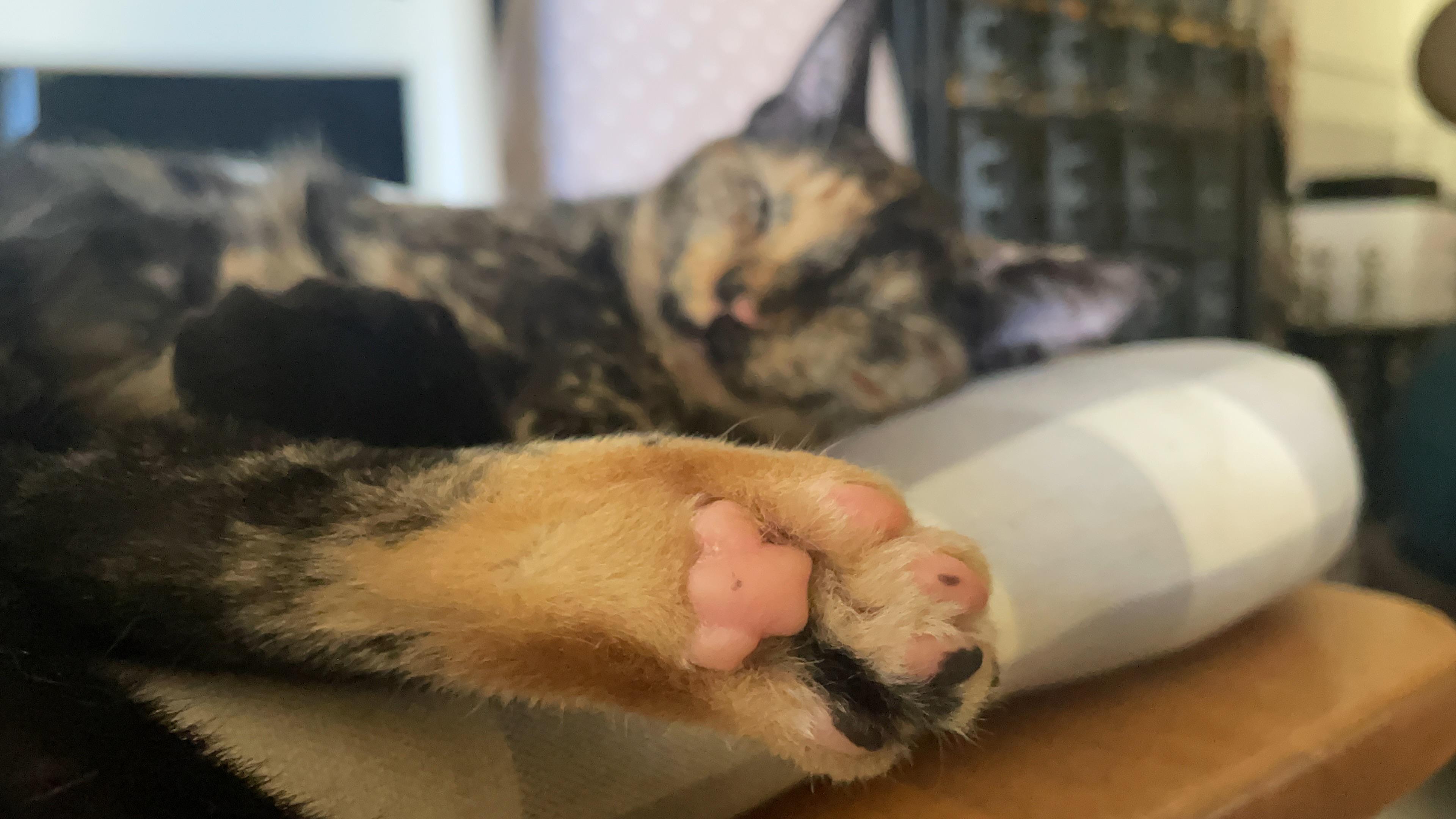 Sleepy beans | Scrolller