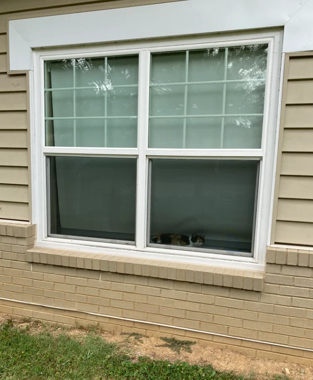 Still in the window hours later, tired from her day of watching | Scrolller