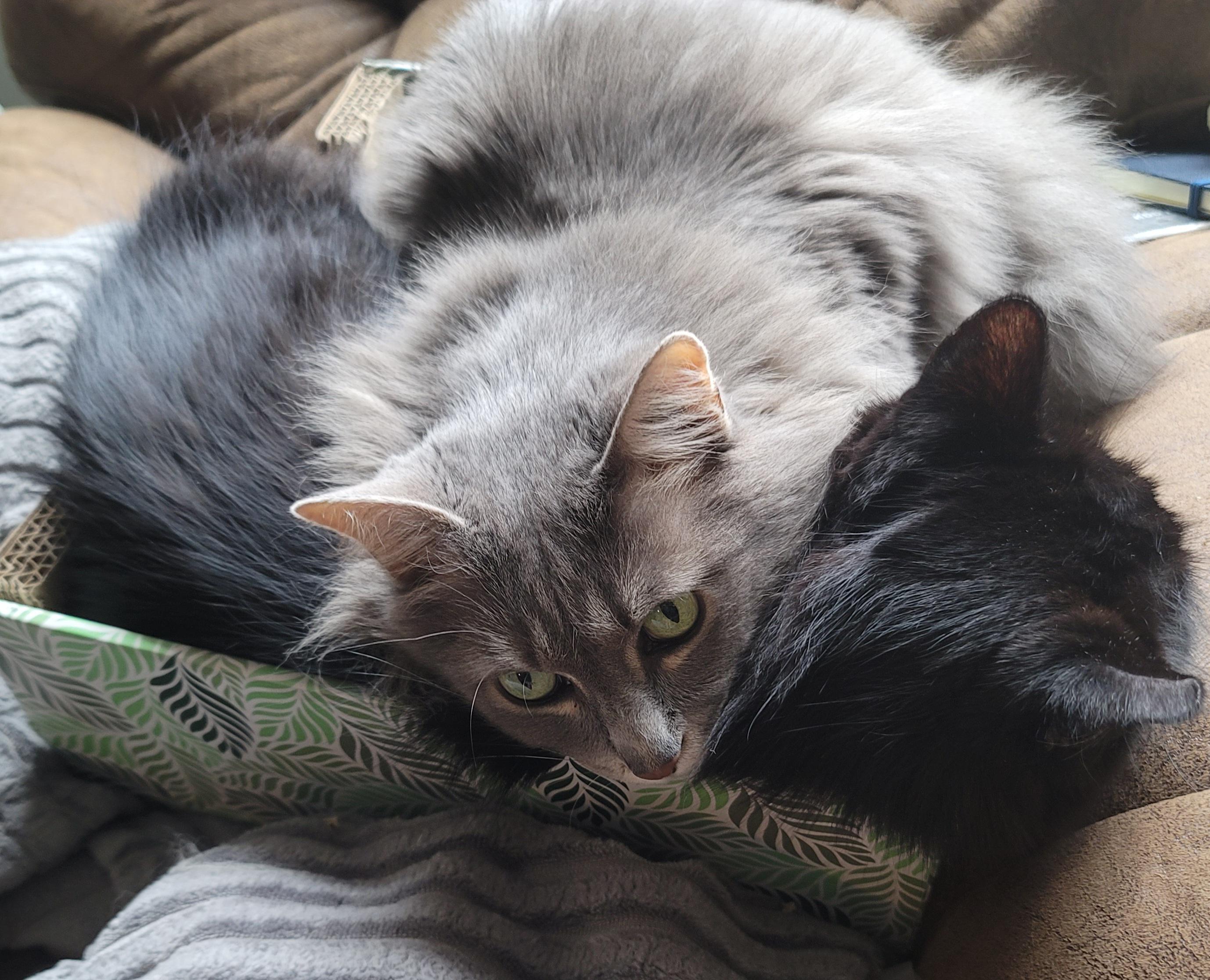 (OC) They both wanted the box, this was the compromise | Scrolller