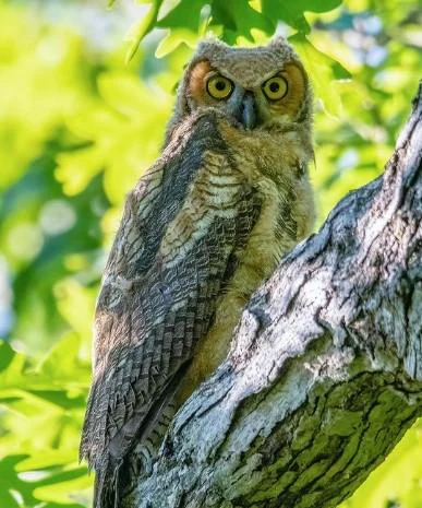 Great horned owl | Scrolller