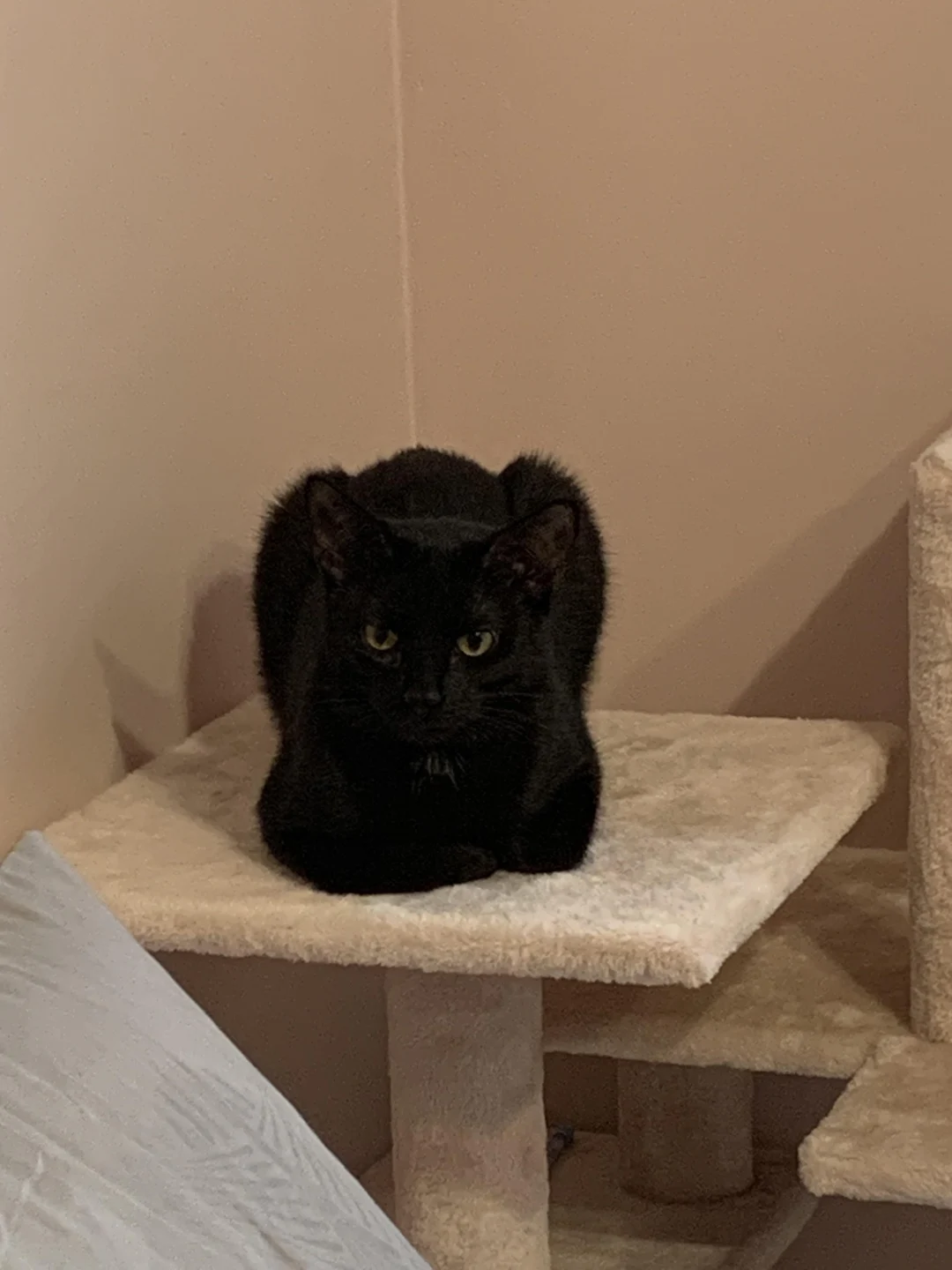 Overcooked loaf | Scrolller