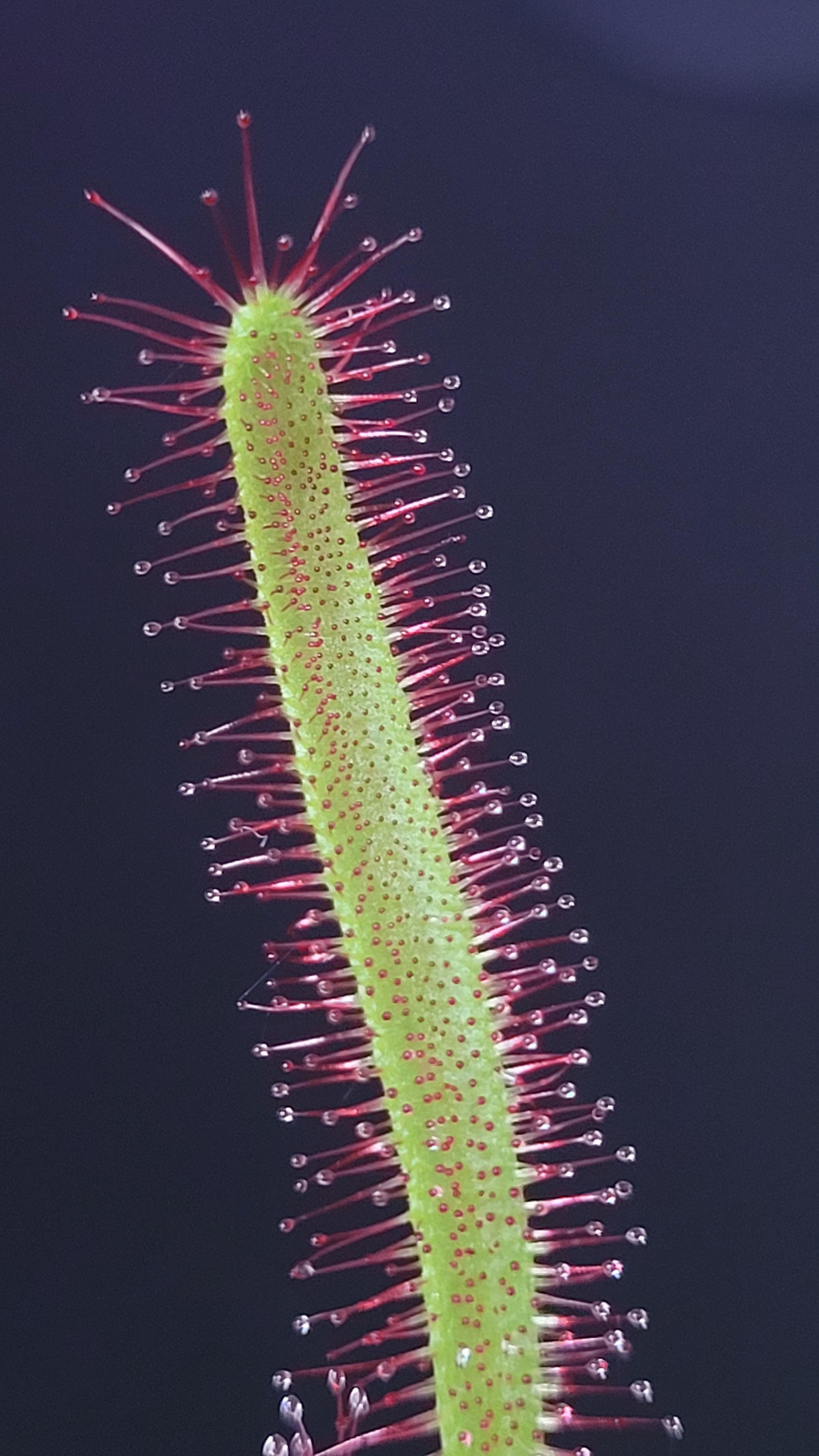 Cape Sundew carnivorous plant | Scrolller