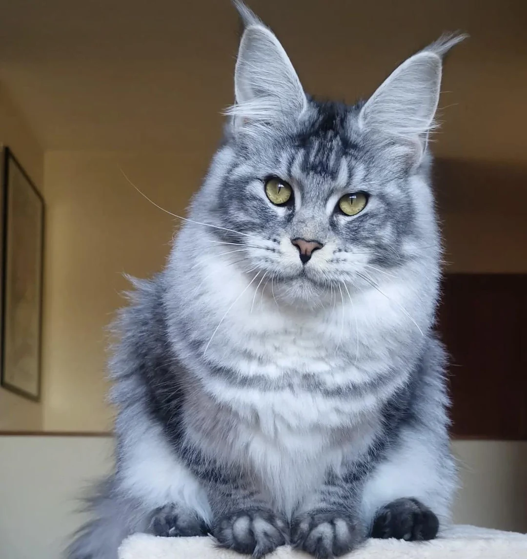 Hi im tony | Scrolller