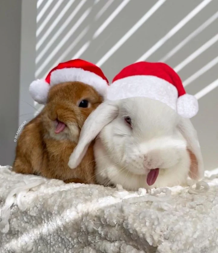 Two Derpy Christmas Bunnies | Scrolller