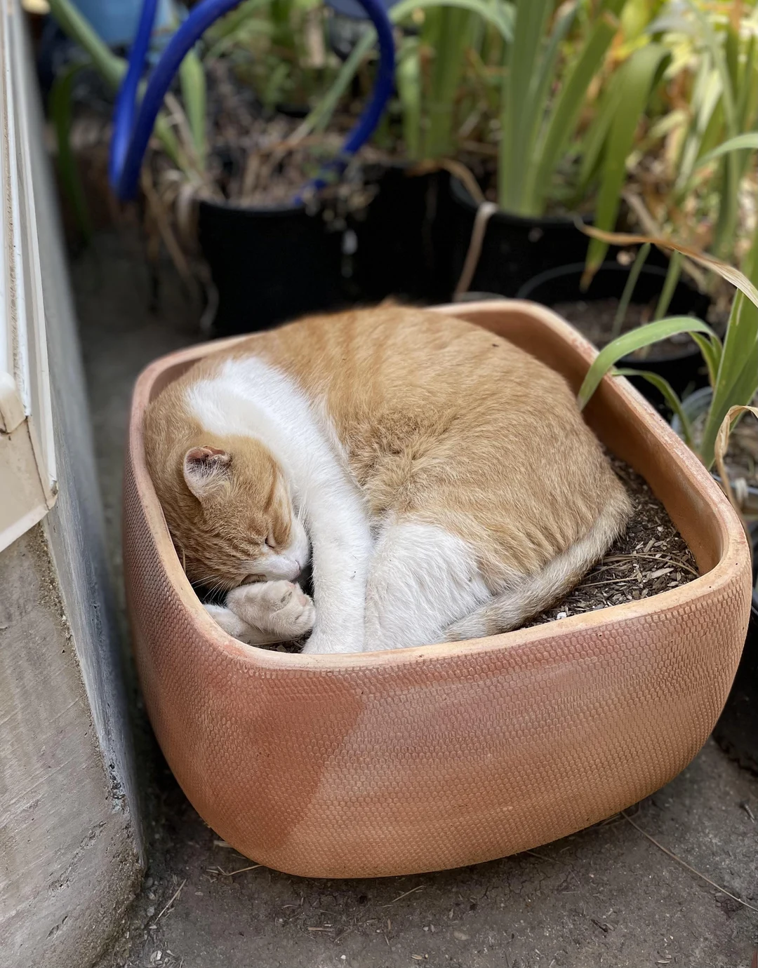 This is an invasive variety that will take over a garden and crush your potted plants. | Scrolller