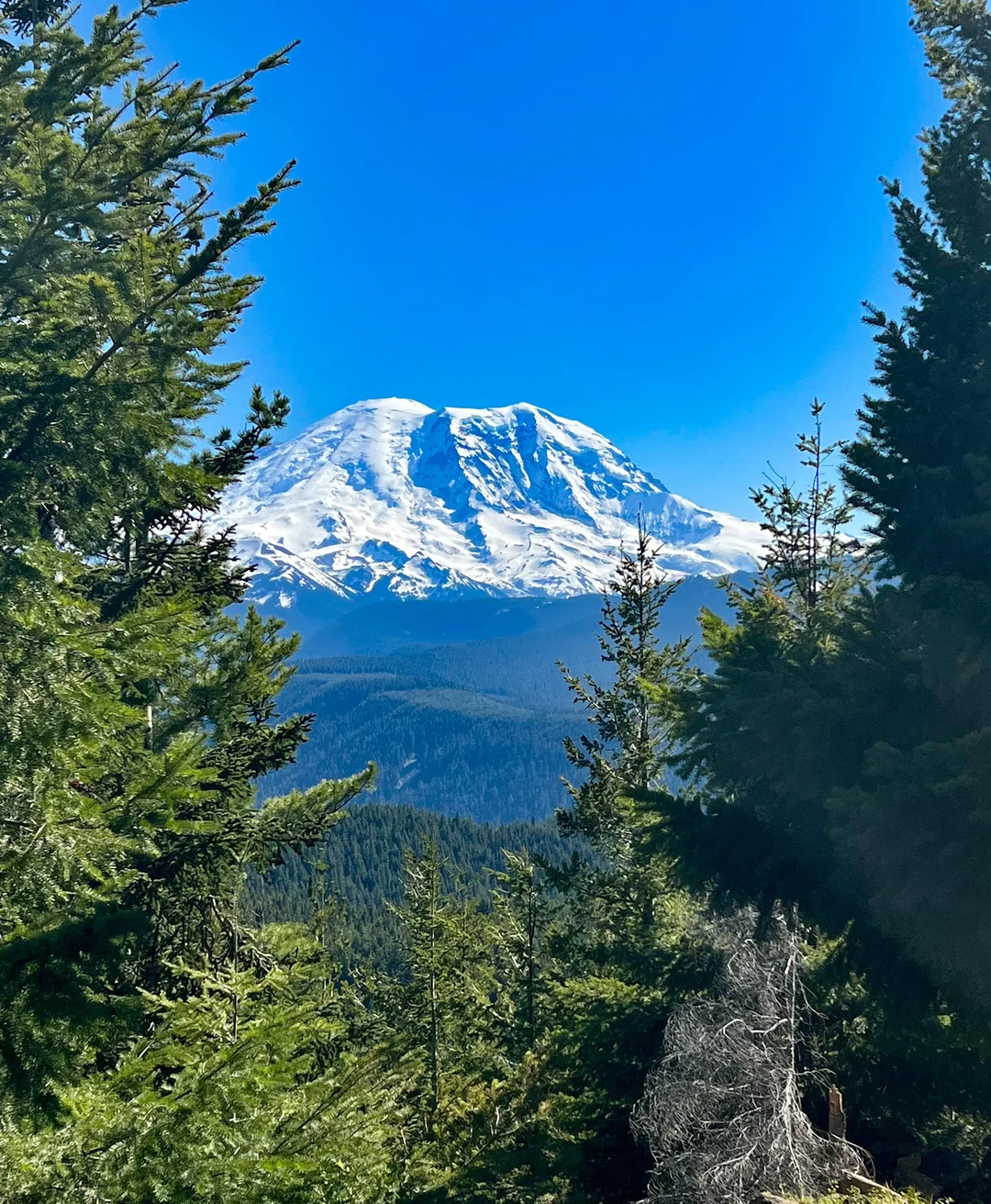 Summer at Mount Rainier WA [OC] 2500x3000 | Scrolller