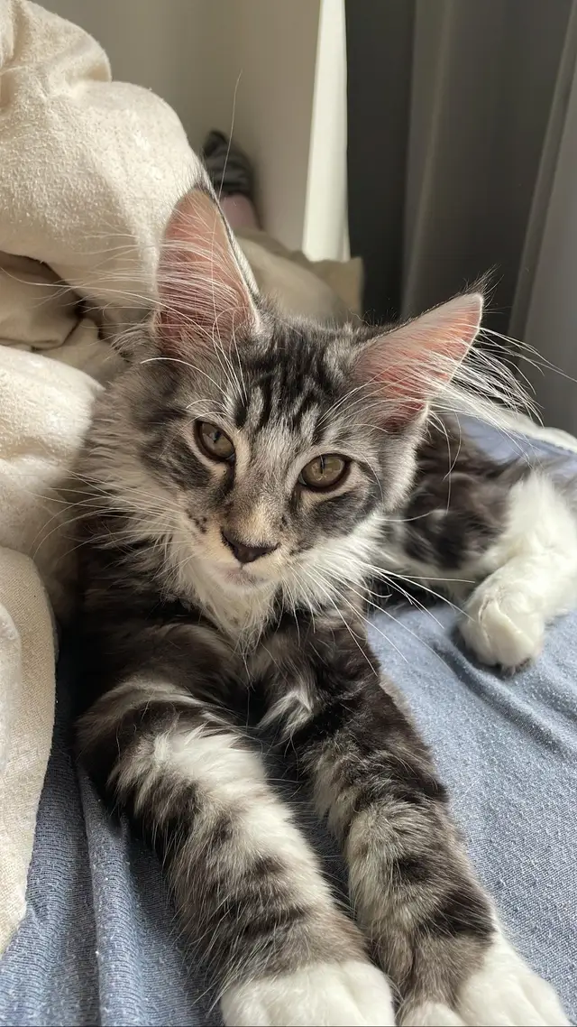 Meet our beautiful boy Zyzz | Scrolller