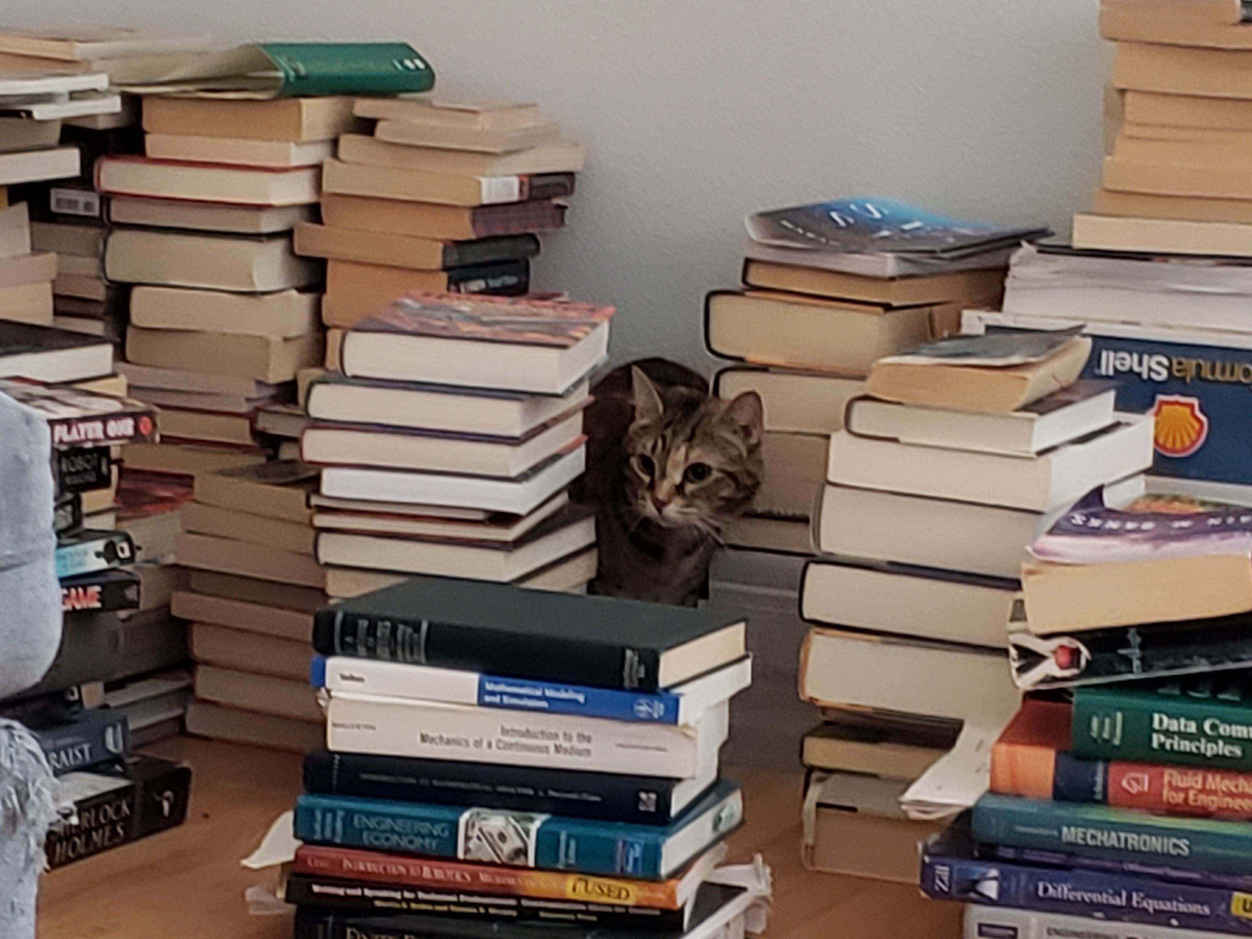 Cat in the stacks - Fury looks extra tiny amongst the stacks of books we still have out from ...