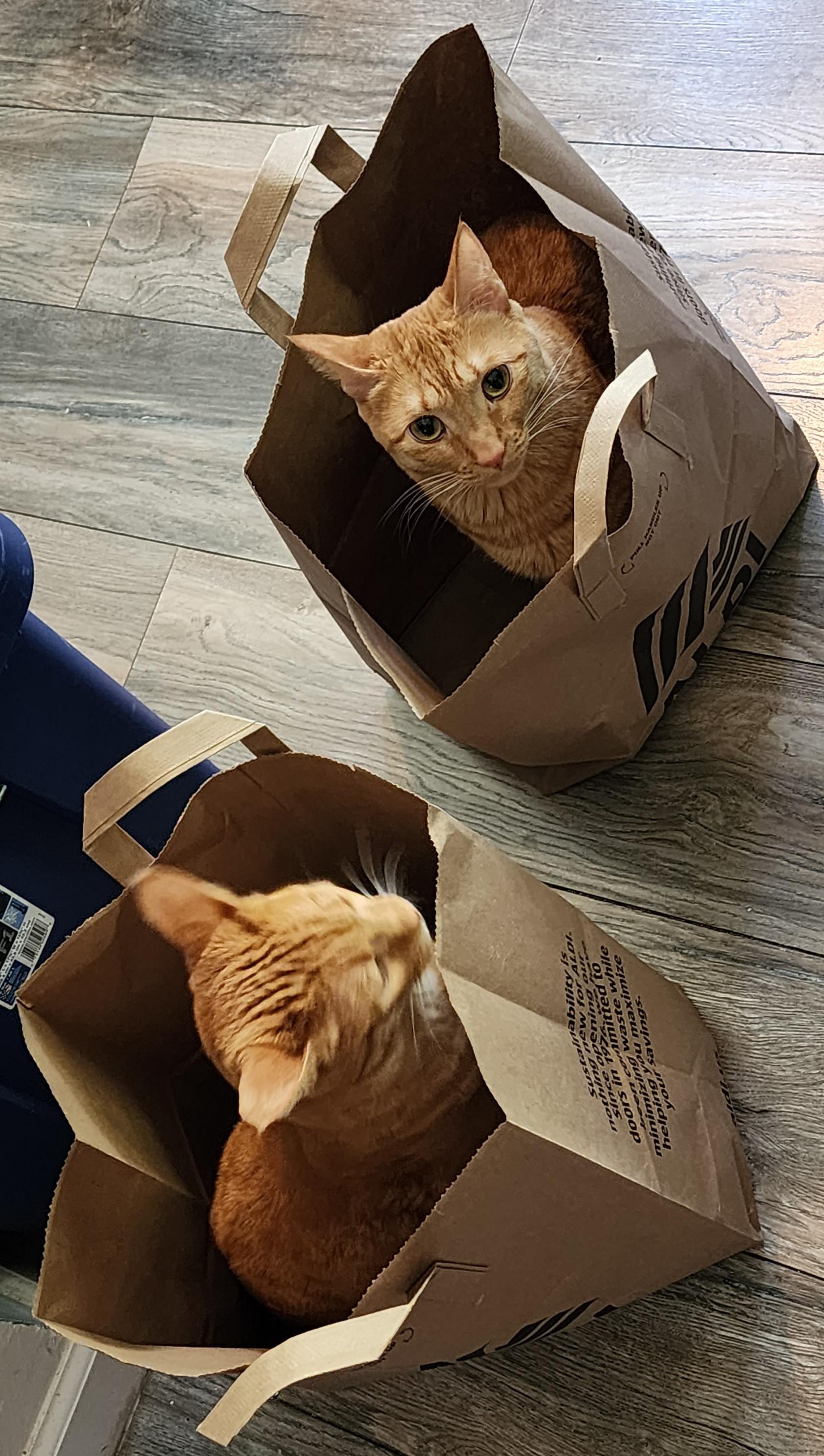 Discover more like TheCatTrapIsWorking: Traps Are Working and Related Content | Scrolller