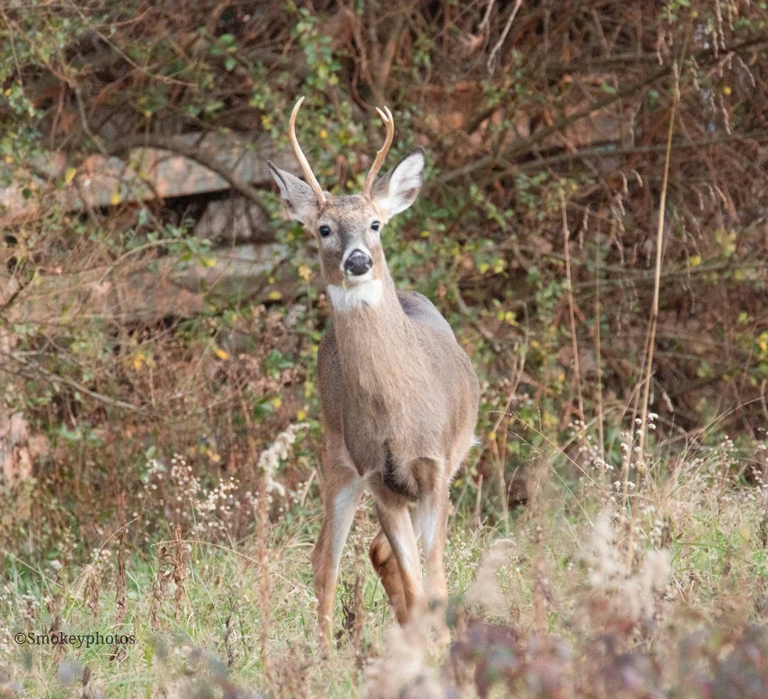 Discover more like Deer: Young Whitetail buck and Related Content | Scrolller
