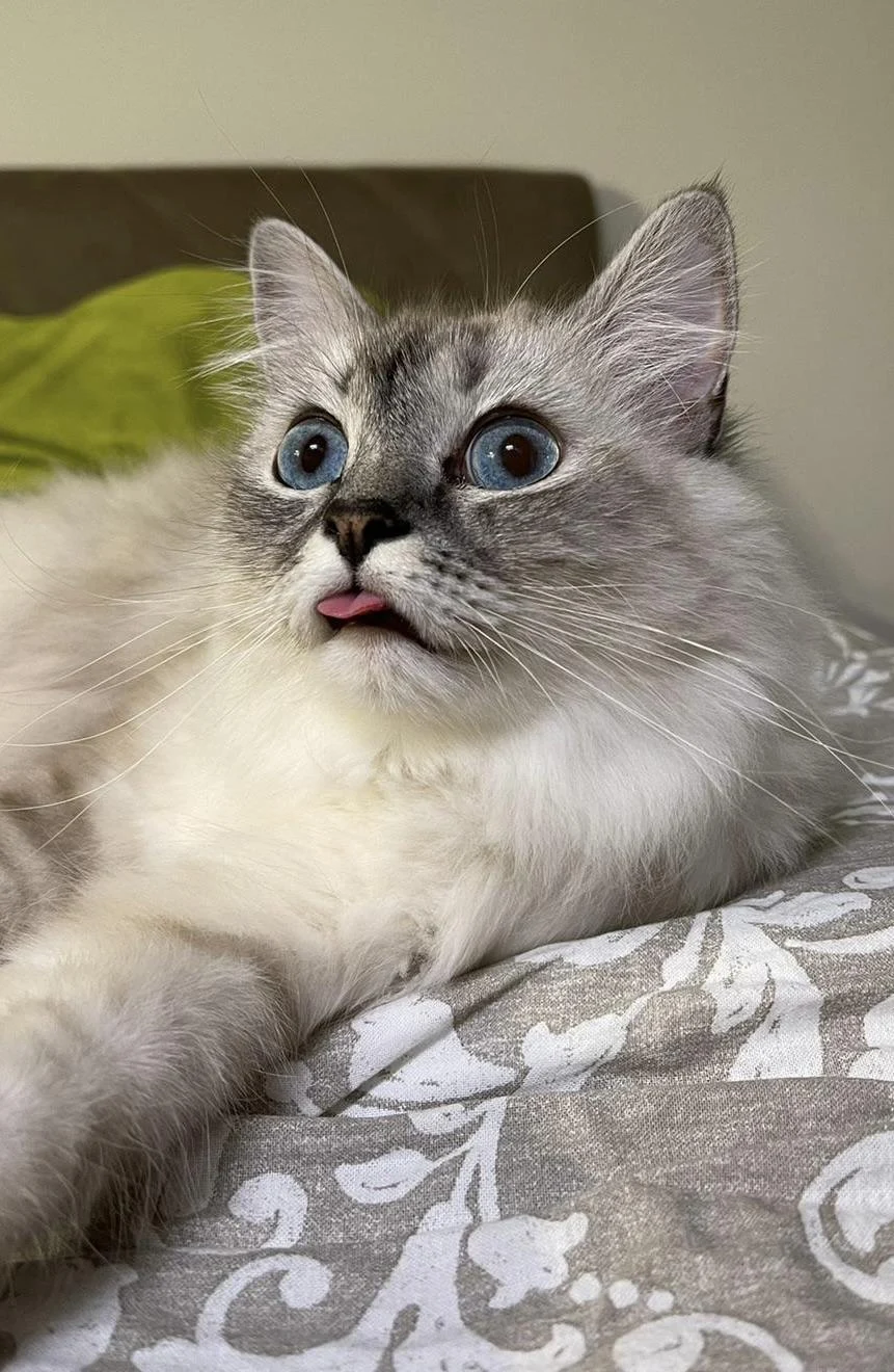 My favorite derpy picture of my cat | Scrolller