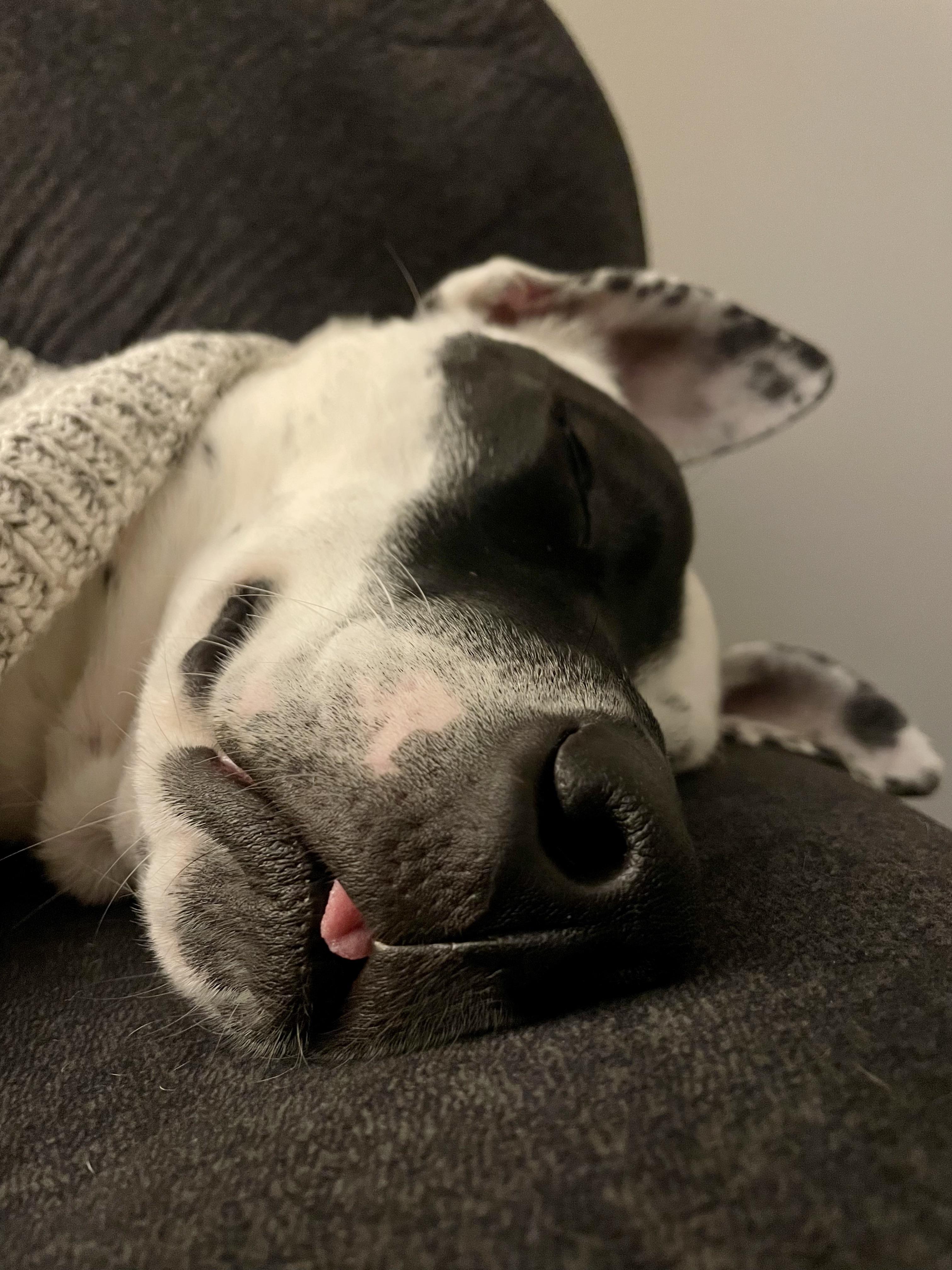 Sleepy Blep | Scrolller