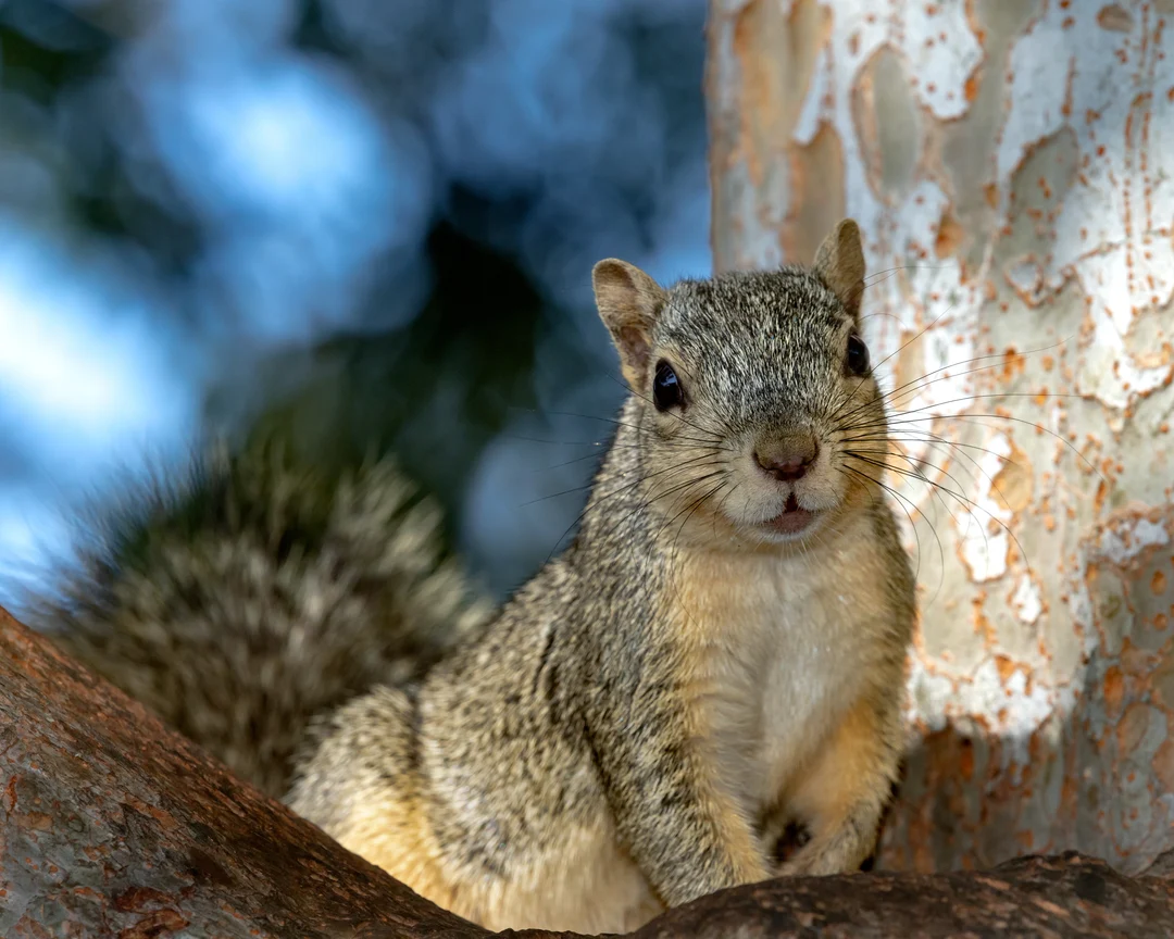 Cute Squirrel | Scrolller