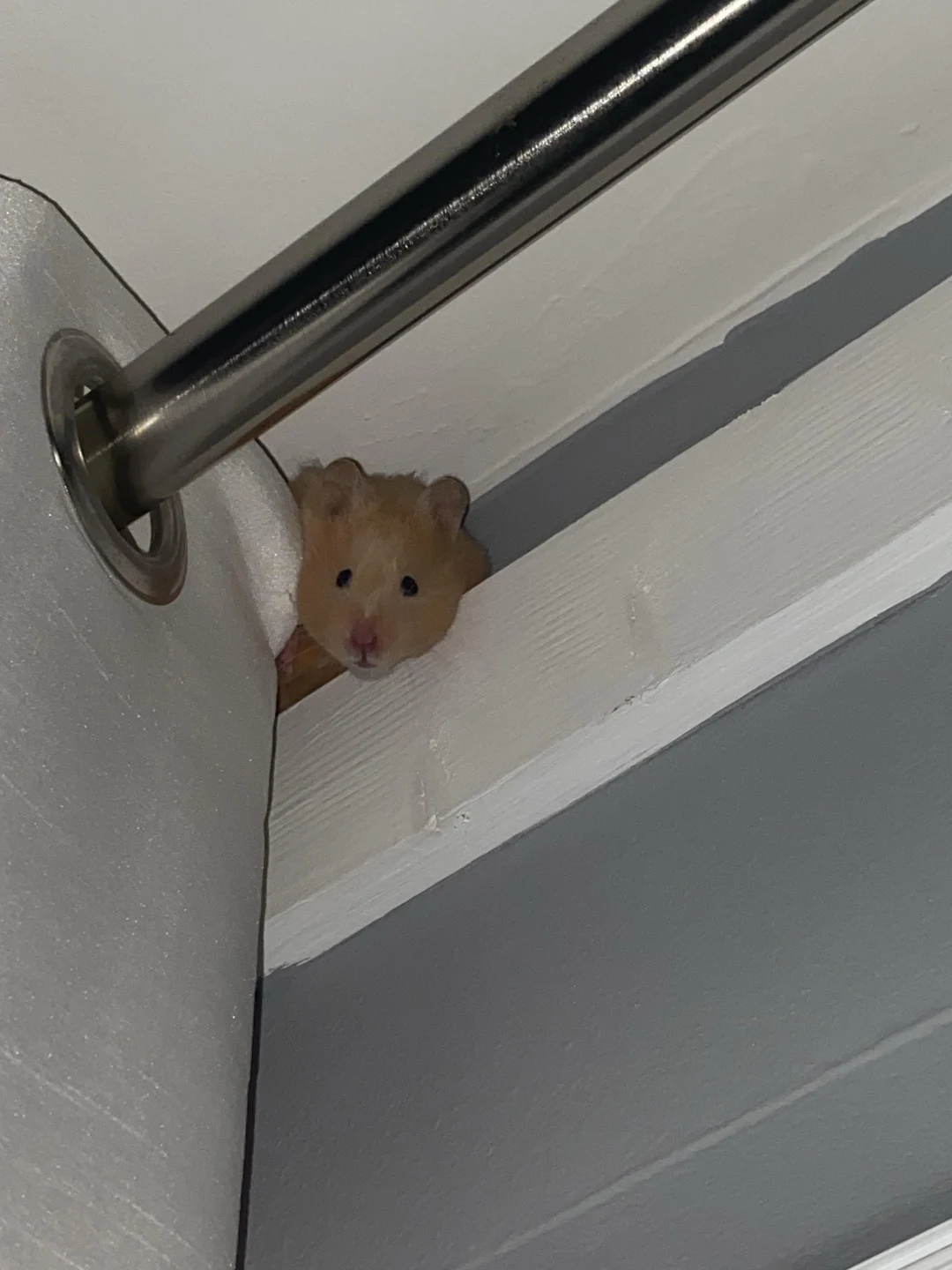 I thought hamsters were ground dwelling animals??? | Scrolller