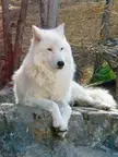 A White Wolf | Scrolller