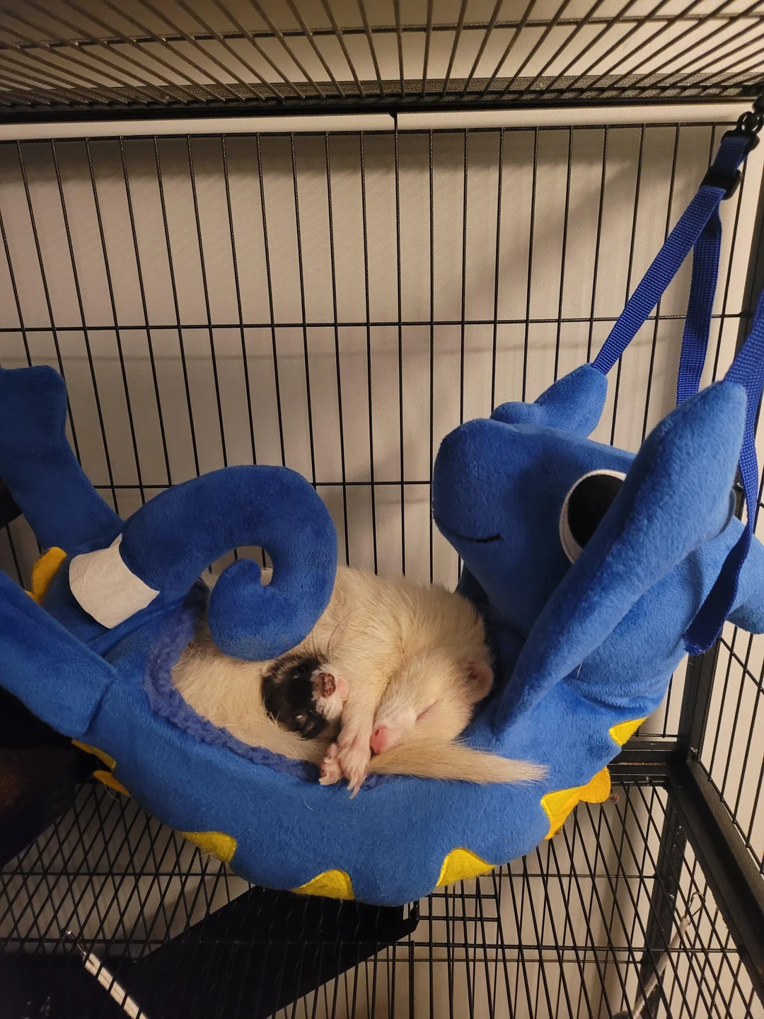 HELP- Ferret Hot Spots | Scrolller