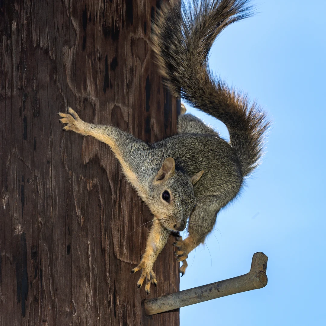 Pole Squirrel | Scrolller