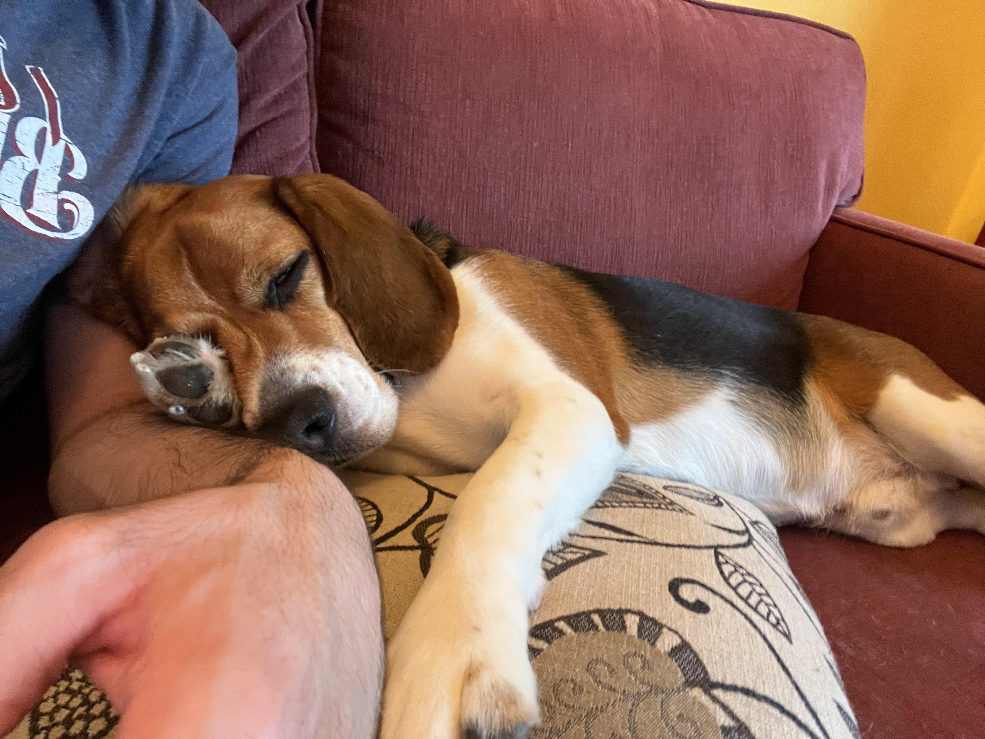 Leo (OC) | Scrolller