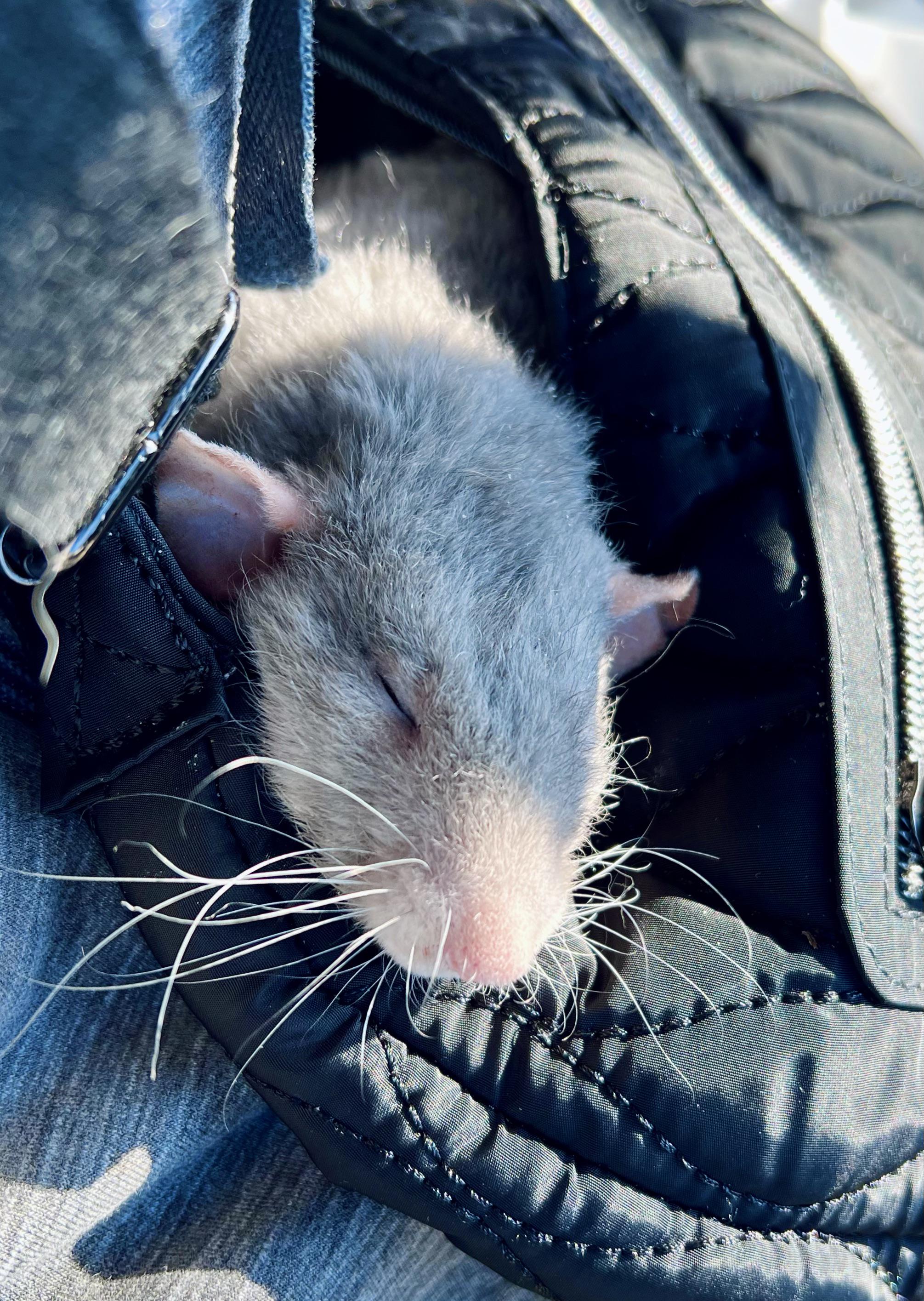 Sleepy boy🐀🥰 | Scrolller