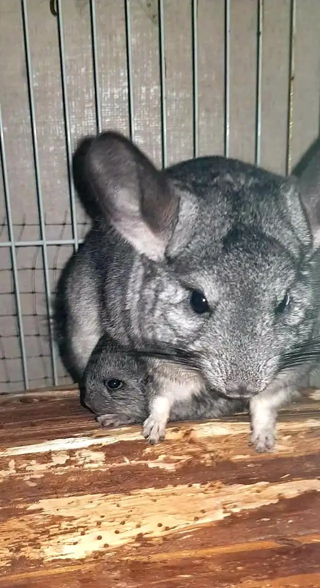 Mini-chilla & Momma. | Scrolller