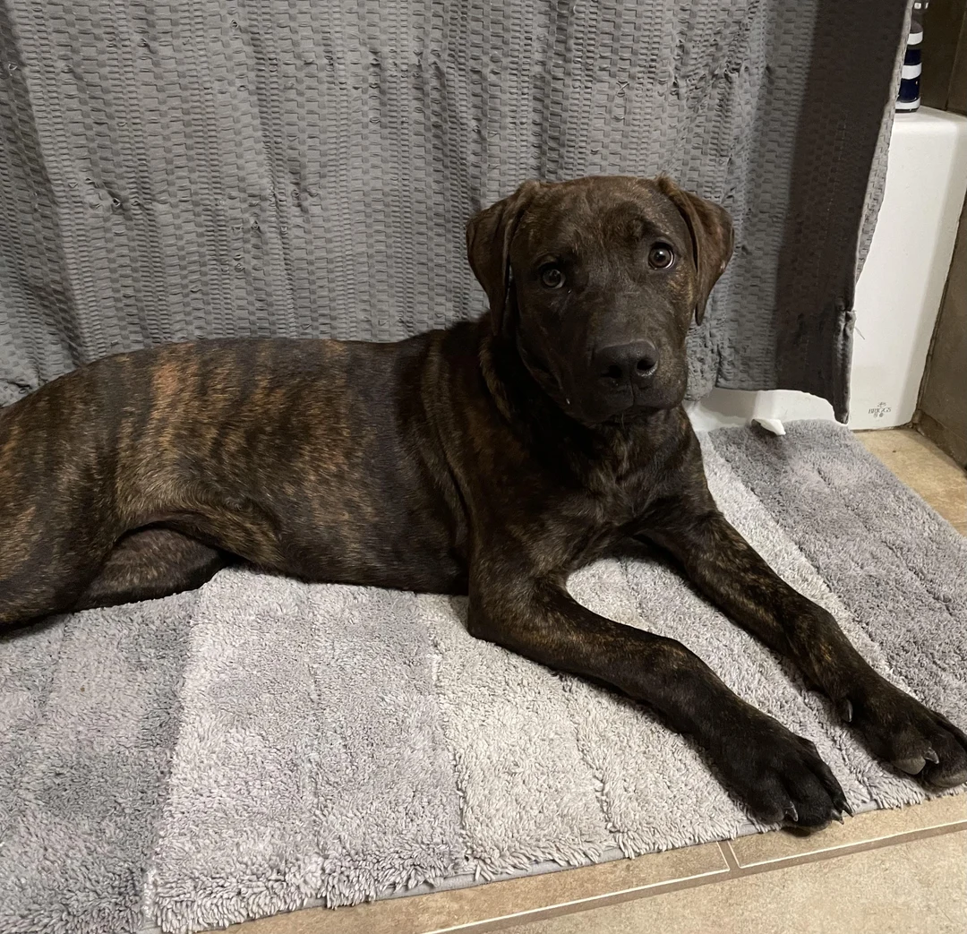 Meet Venus | Scrolller