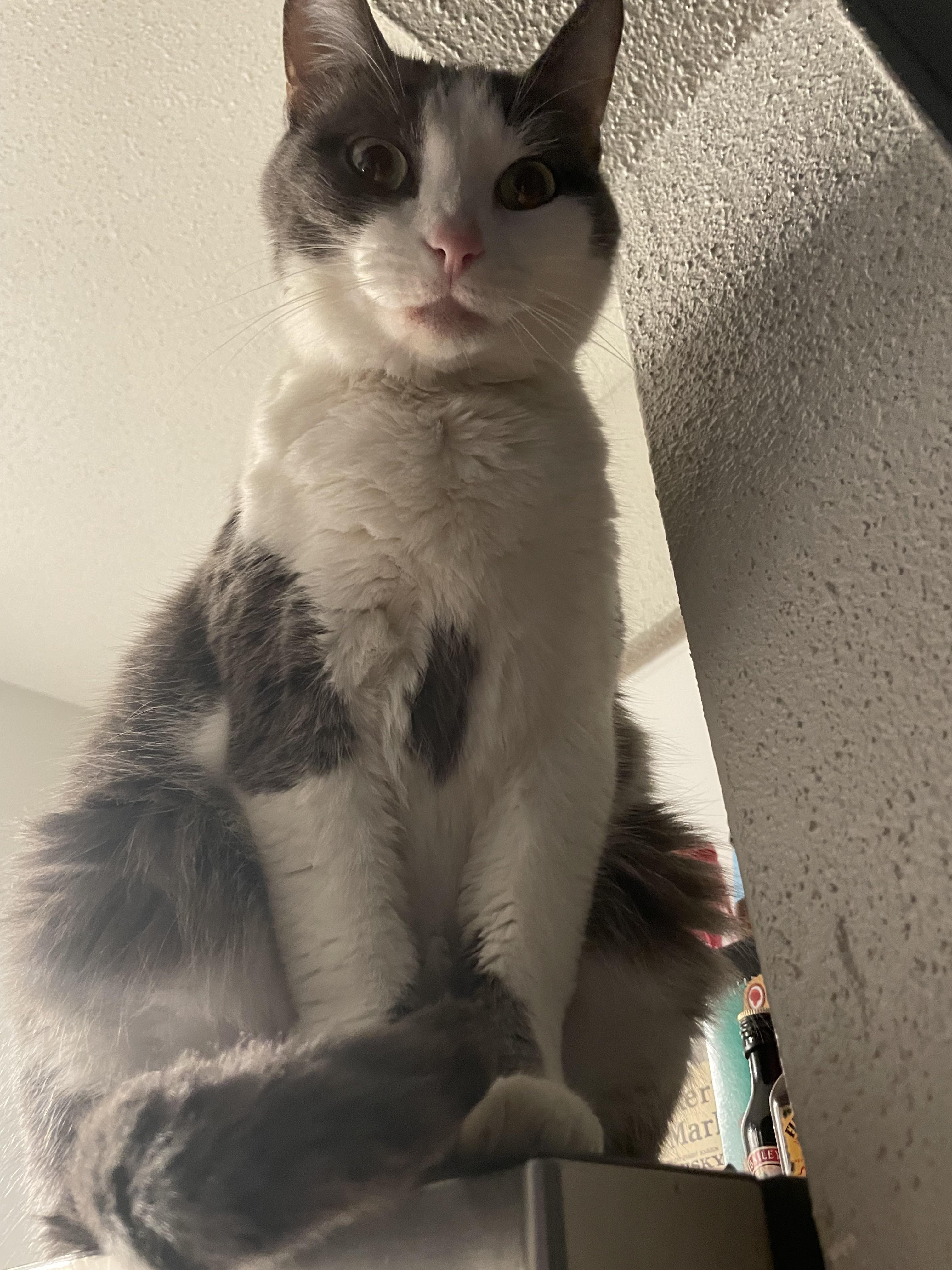 I am Batman. | Scrolller