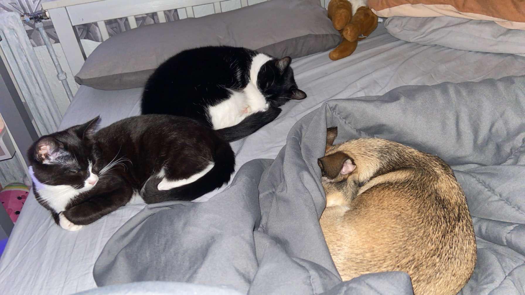 One of my chis sleeping with my tuxedo cats! | Scrolller