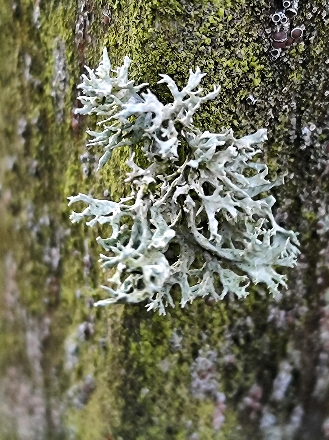 Little Lichen on my way | Scrolller