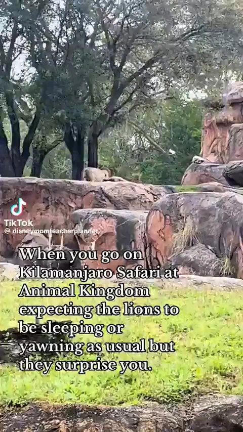 Just making more lions | Scrolller